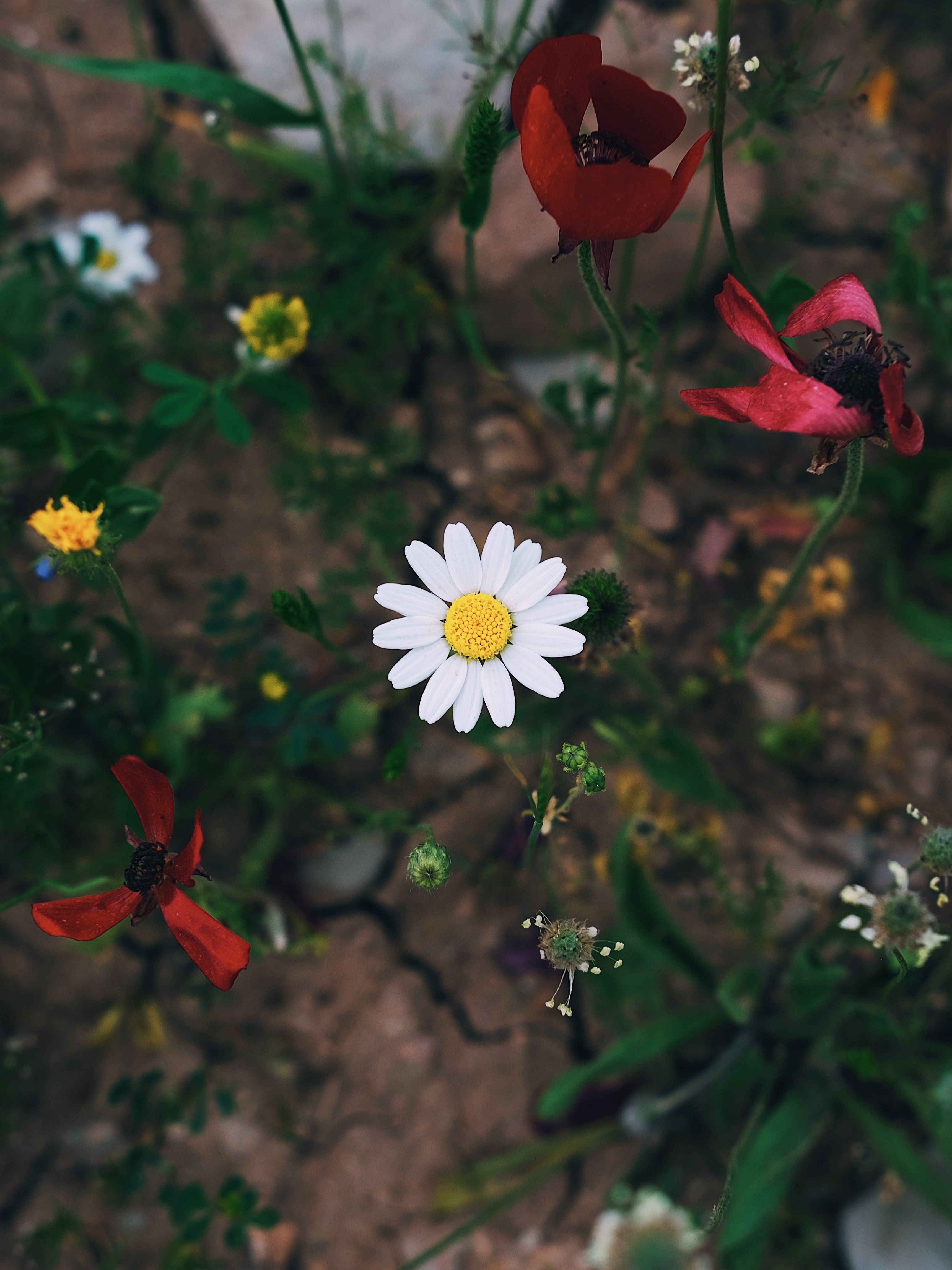 Blooming Chamomile in Garden · Free Stock Photo