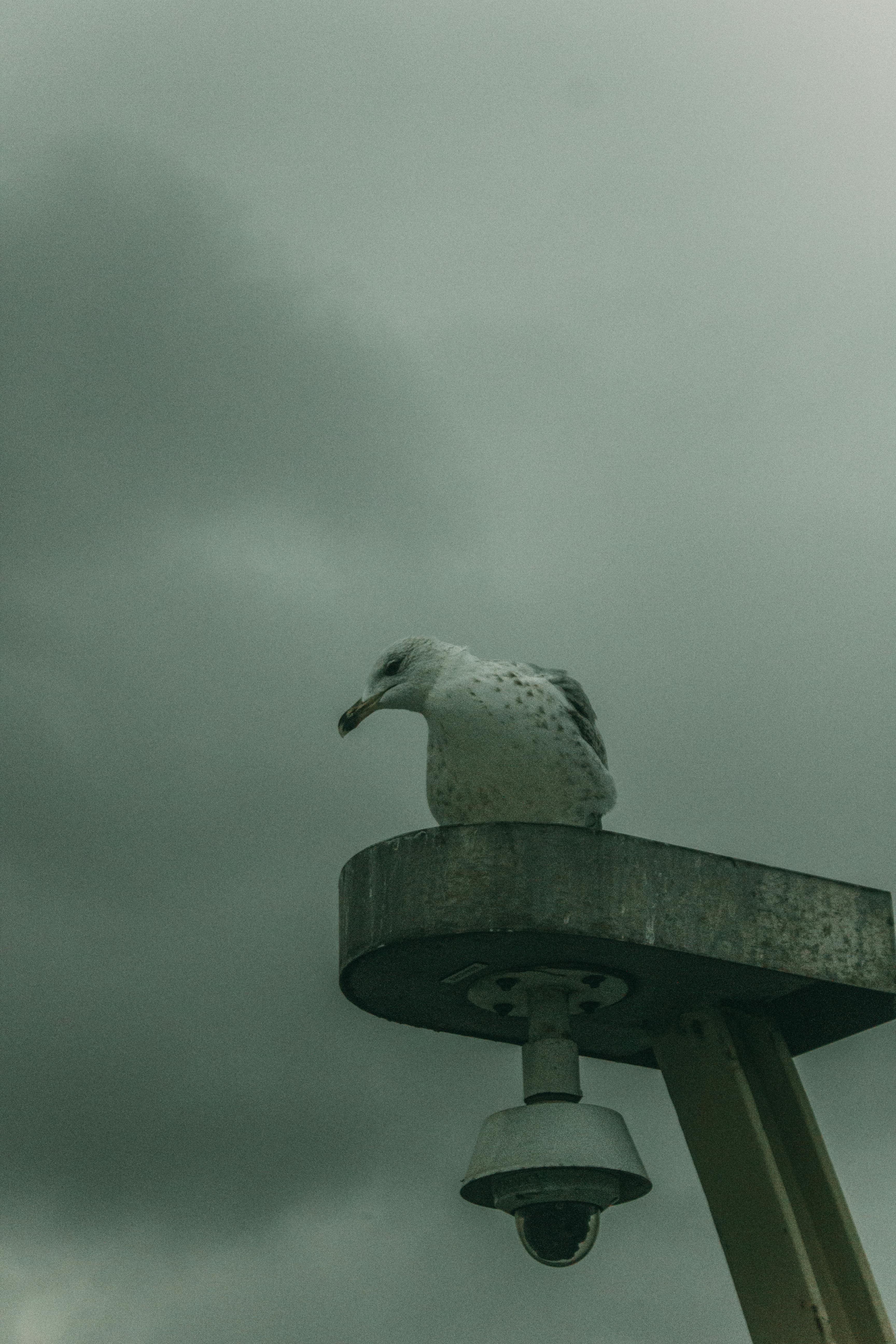 Seagull on Wall over Surveillance Camera · Free Stock Photo