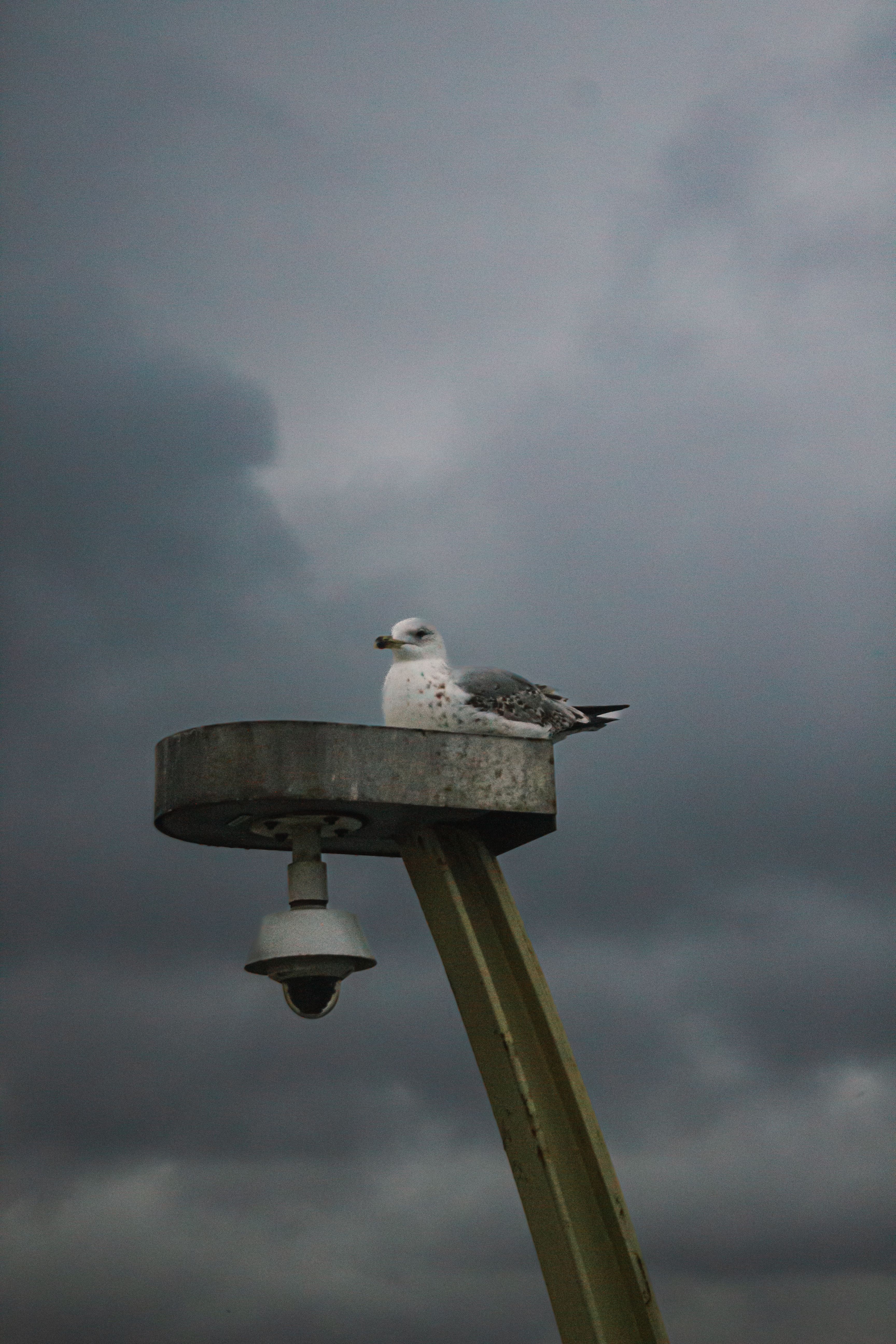 Photo of White Seagull Perched on Lamp Post · Free Stock Photo