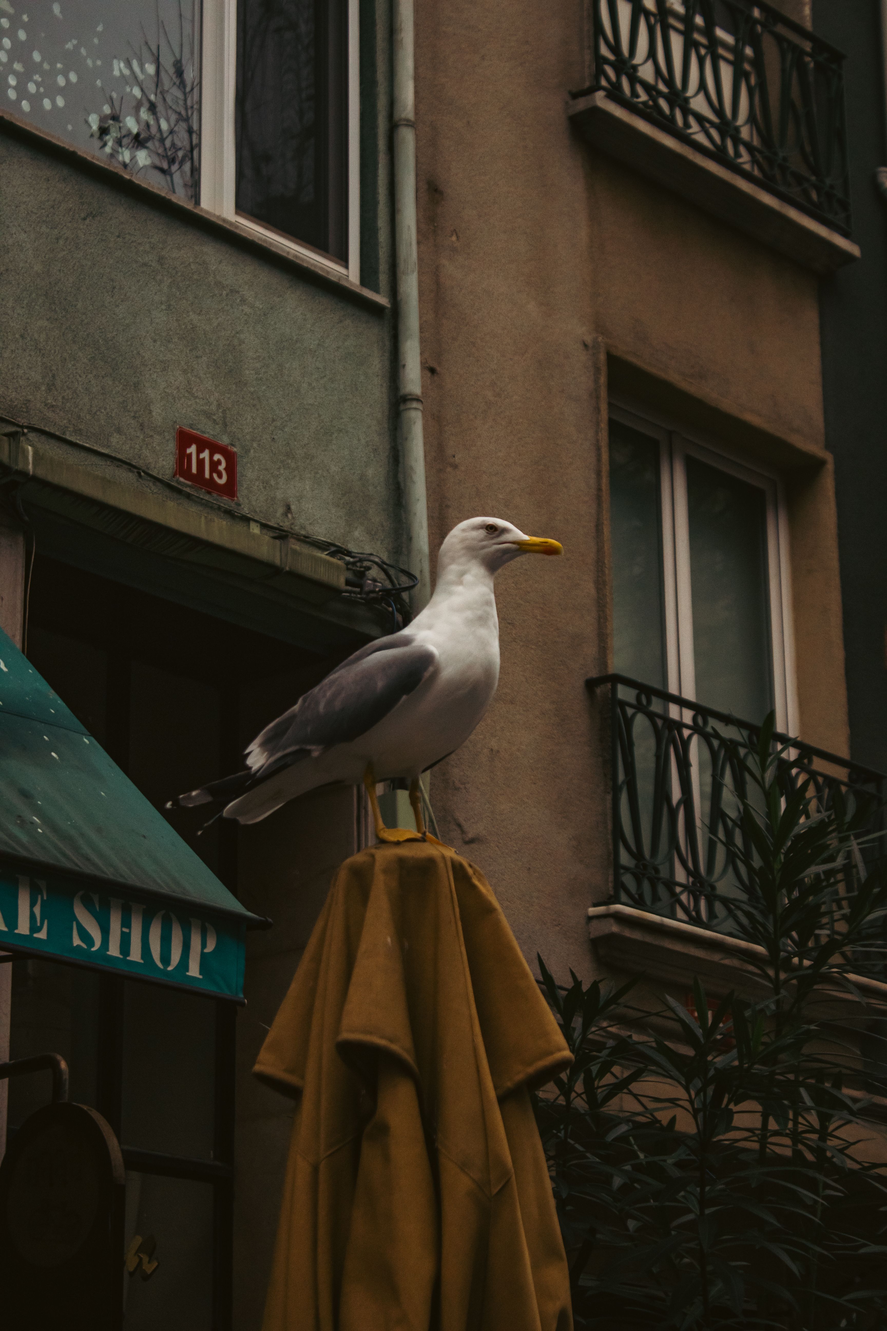 Seagull on Post near Building Wall · Free Stock Photo