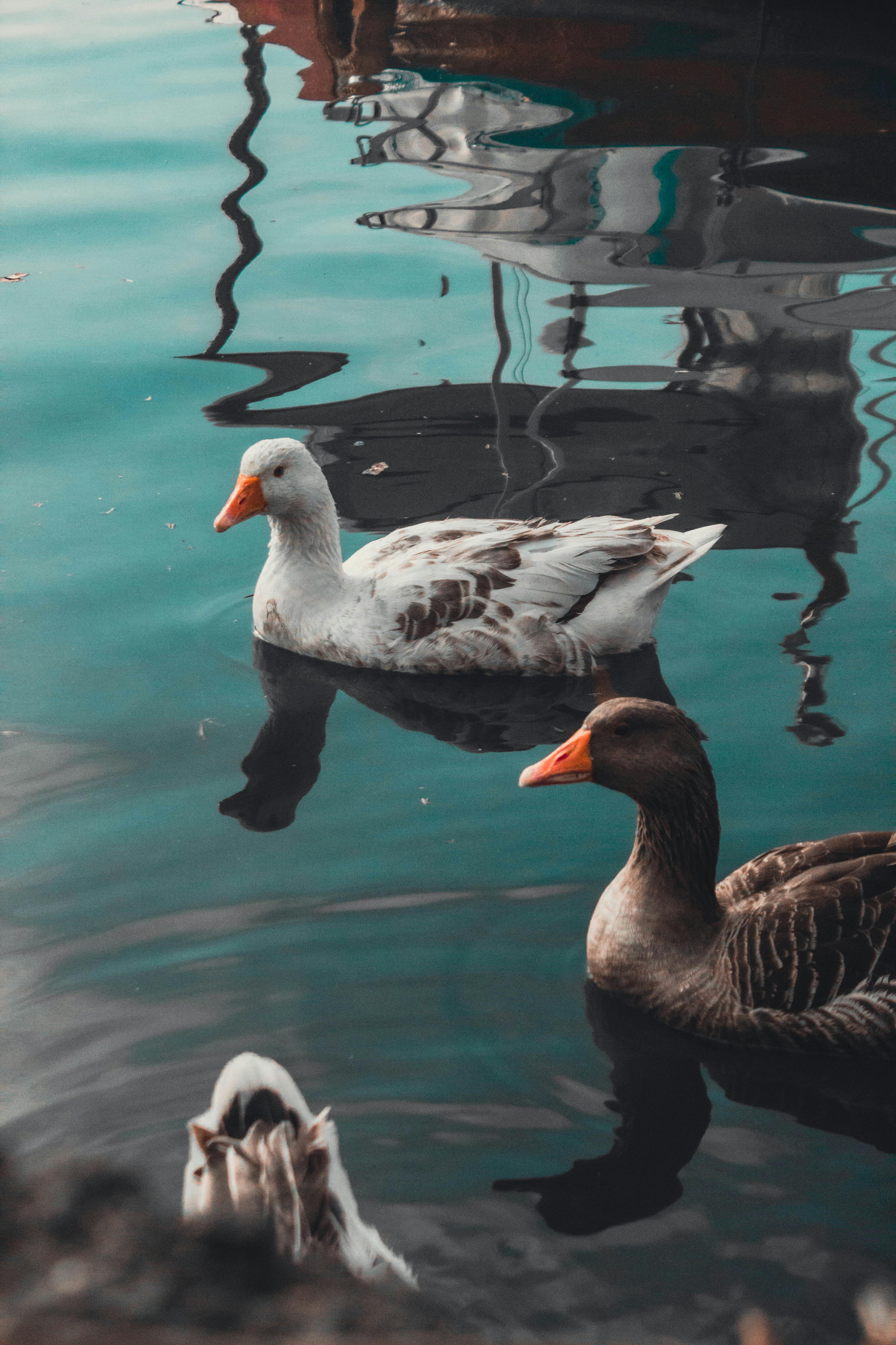 Duck in Water · Free Stock Photo