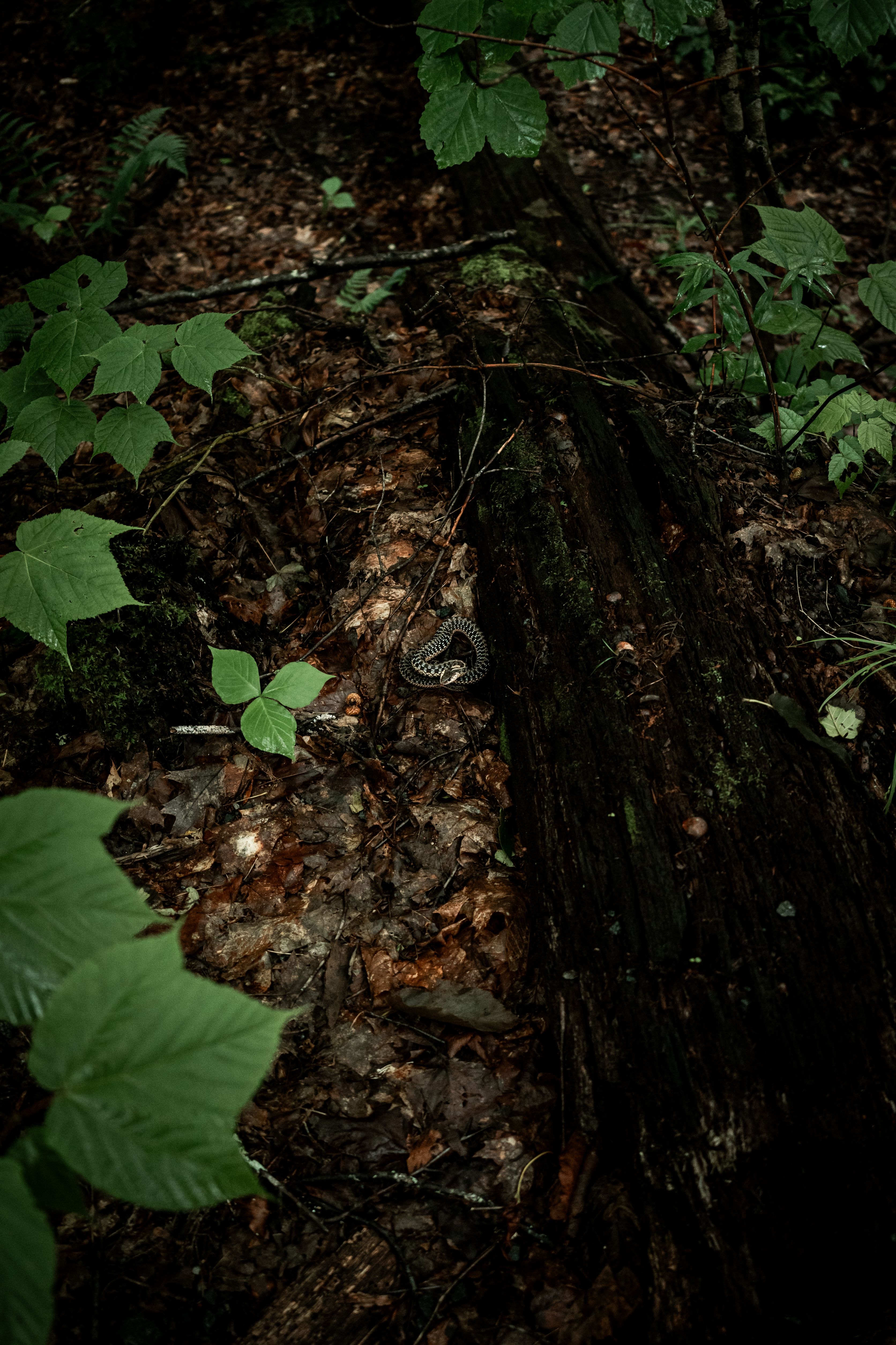 Snake near Tree Trunk on Ground · Free Stock Photo