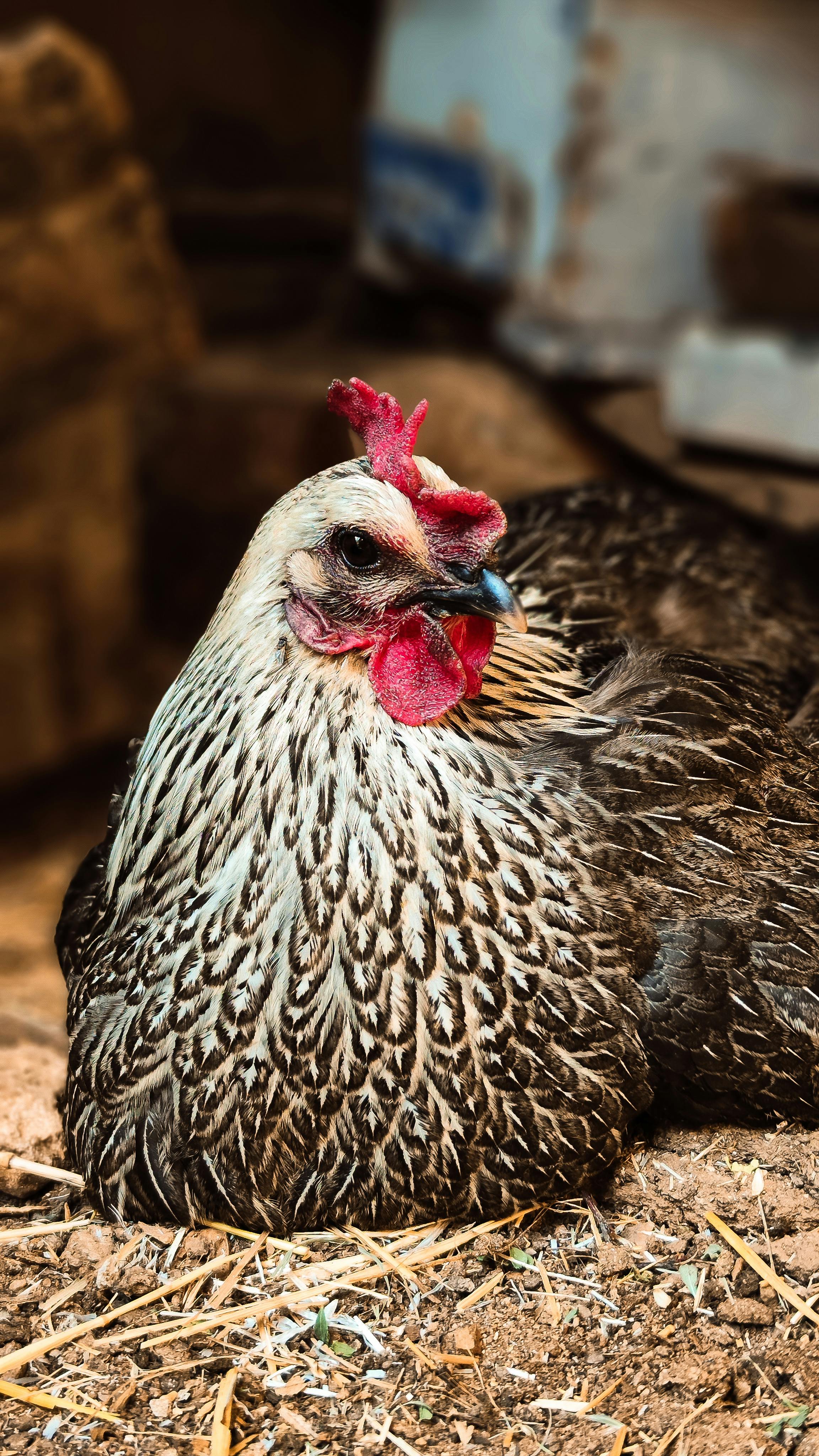 Herd of Hen · Free Stock Photo