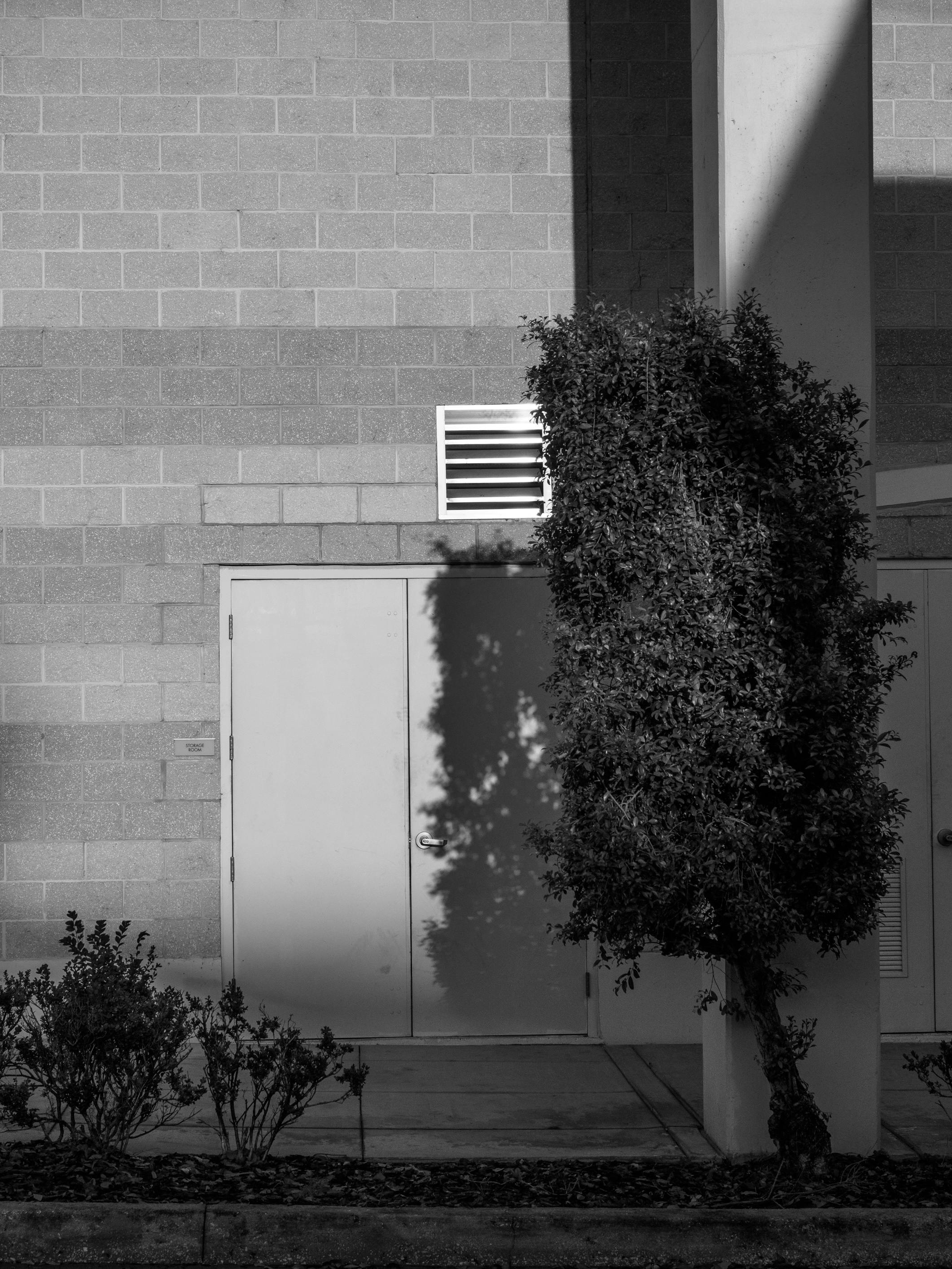 Trees by White Building Wall · Free Stock Photo