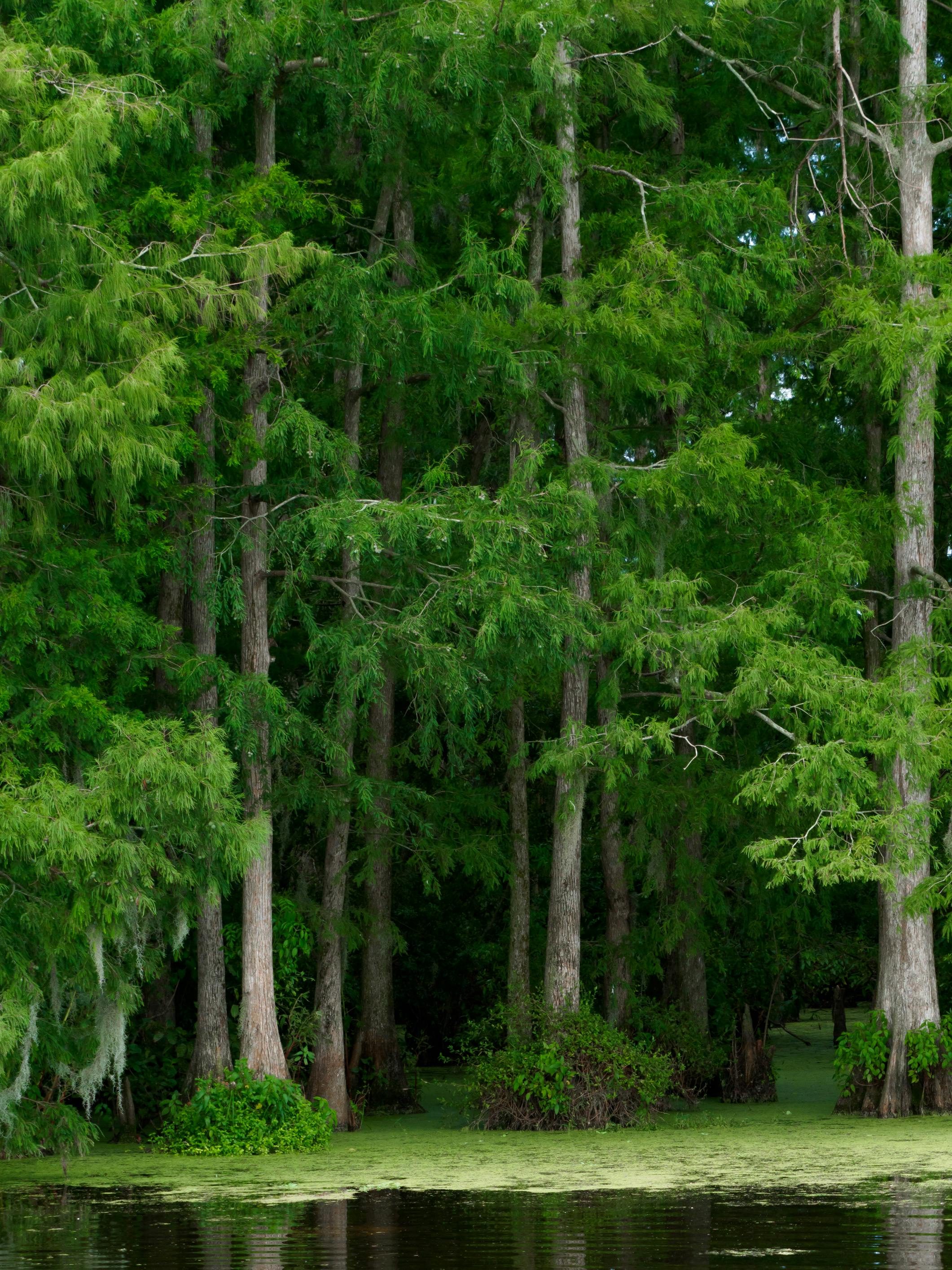 Bright Green Trees at the Marsh · Free Stock Photo