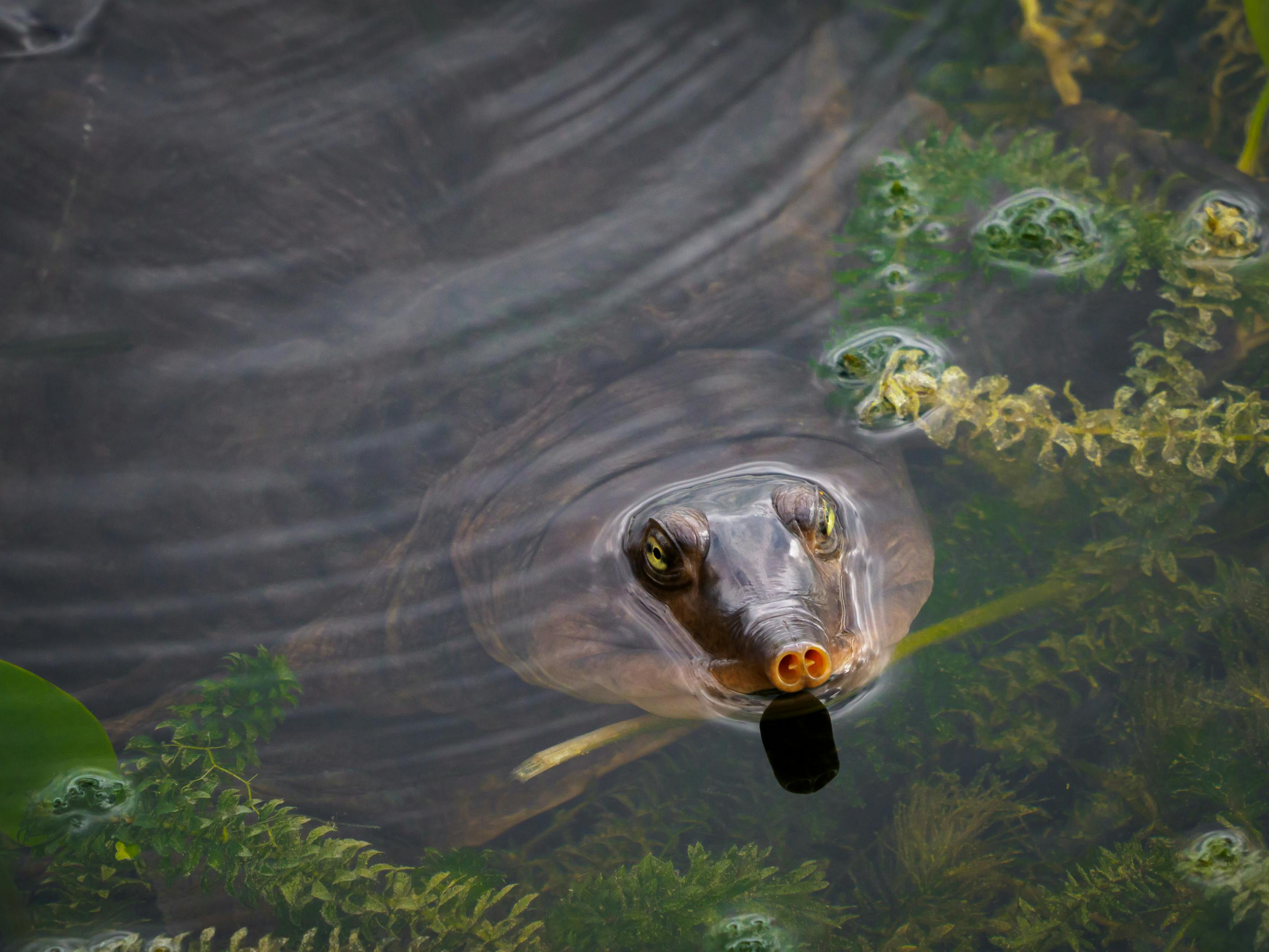 Wild Animal in Water · Free Stock Photo