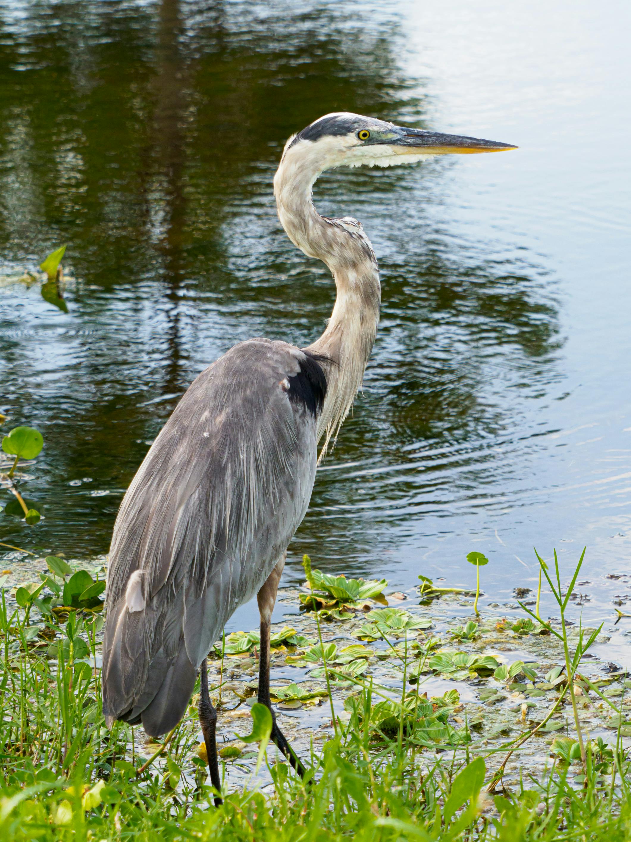 Greater Cane Rat on Lakeshore · Free Stock Photo