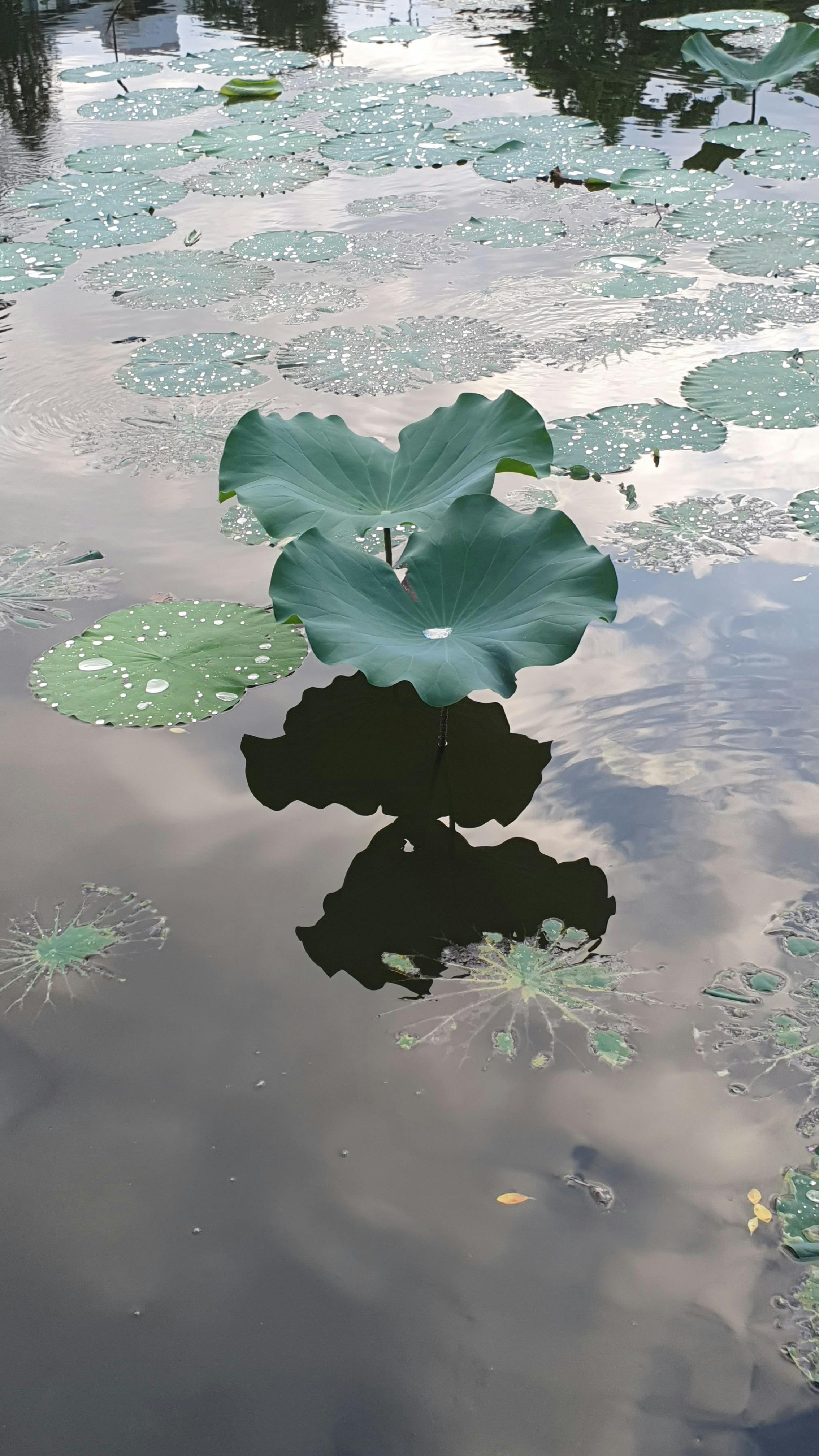 Leaf Of Leamon Photos, Download The BEST Free Leaf Of Leamon Stock ...