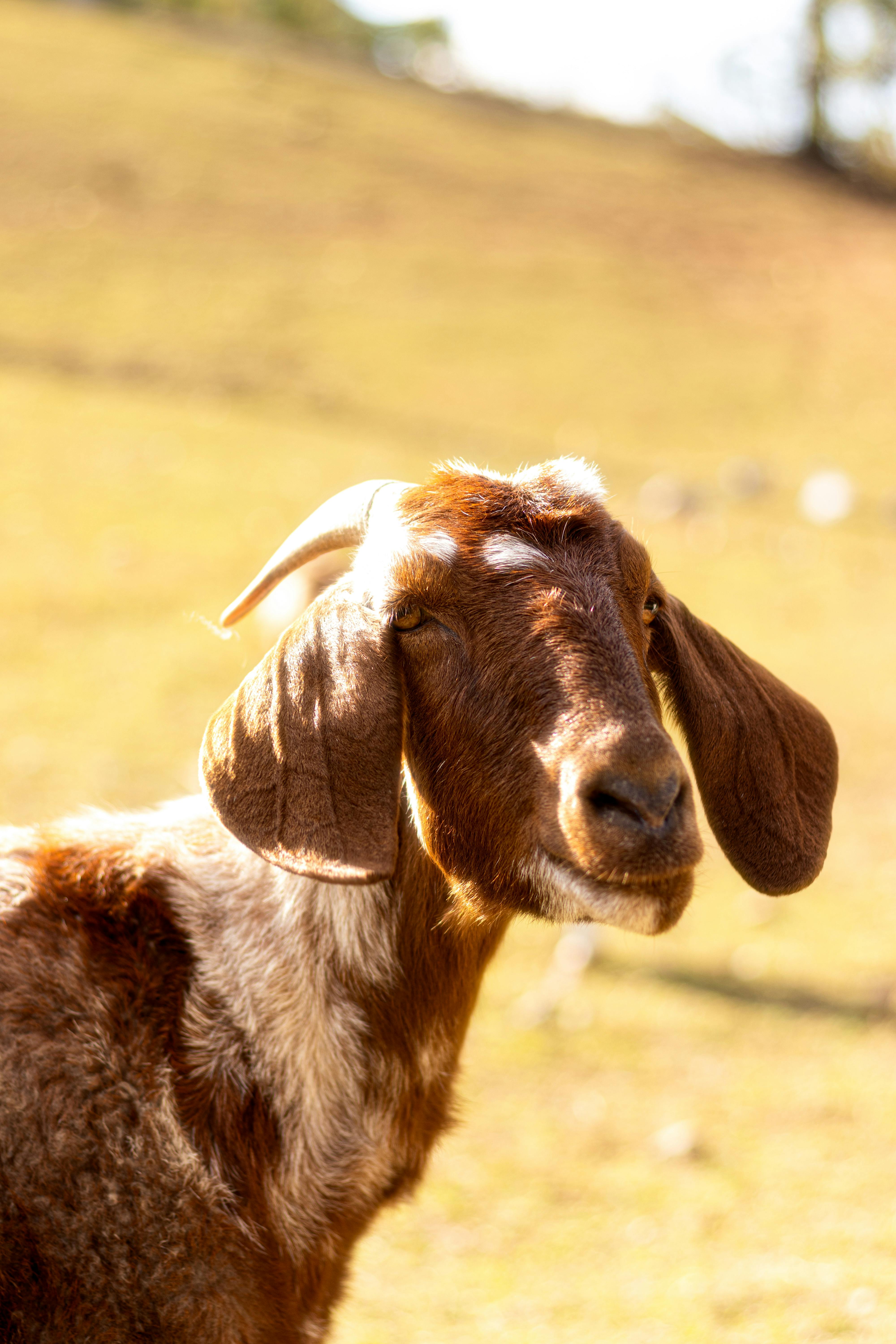 Two White Goats Near Green Grass Field · Free Stock Photo