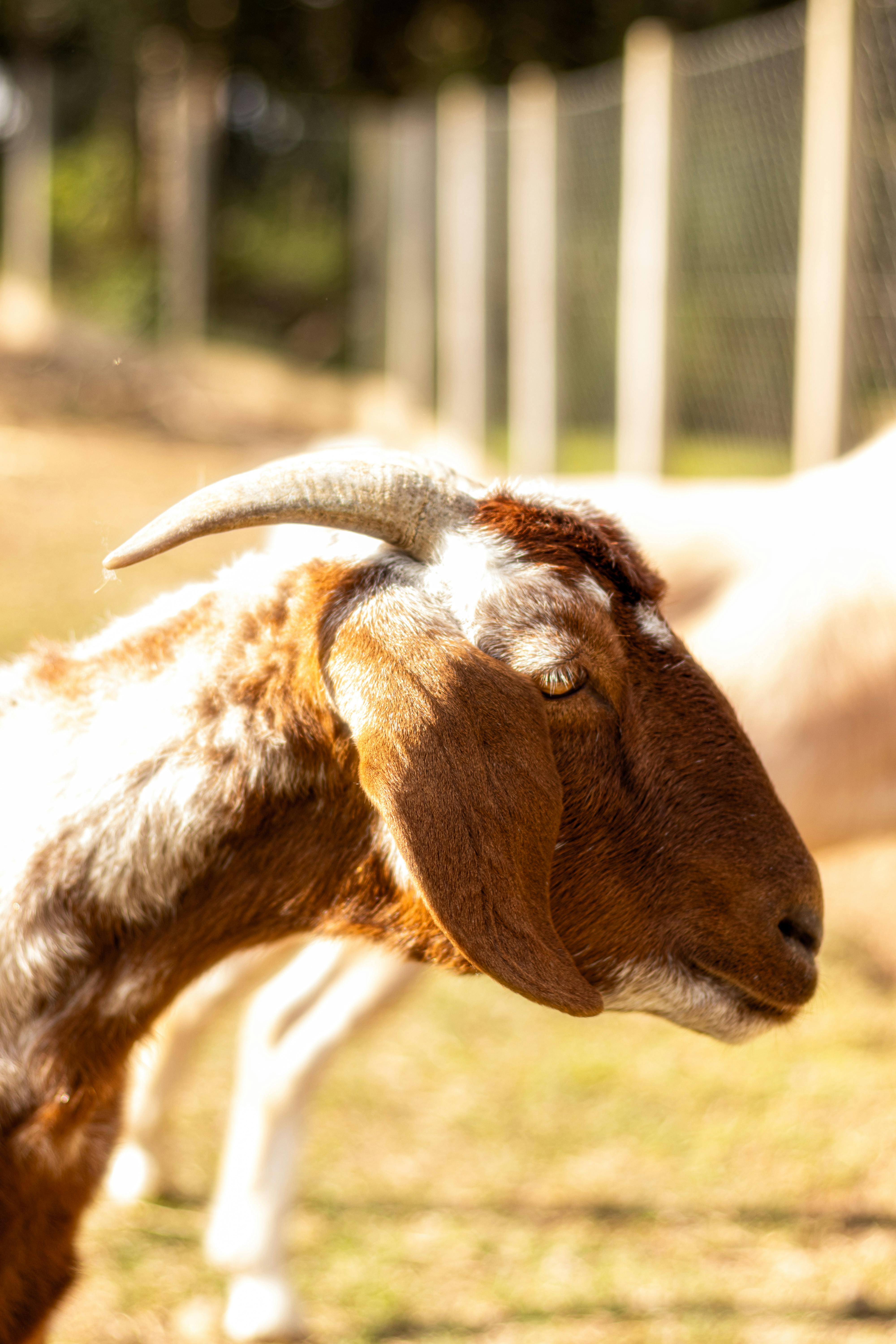 Person Patting Goat · Free Stock Photo