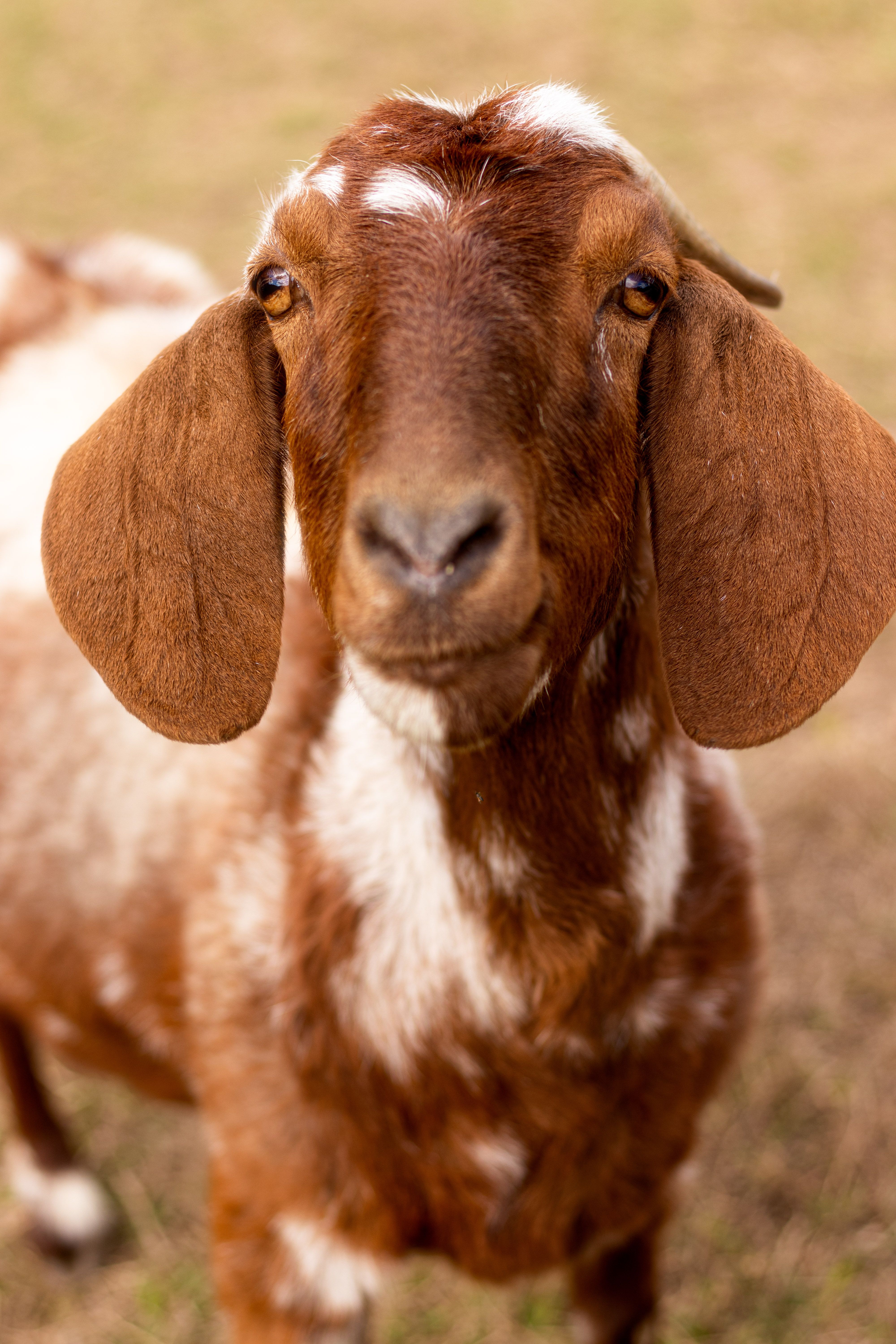 Head of Goat · Free Stock Photo