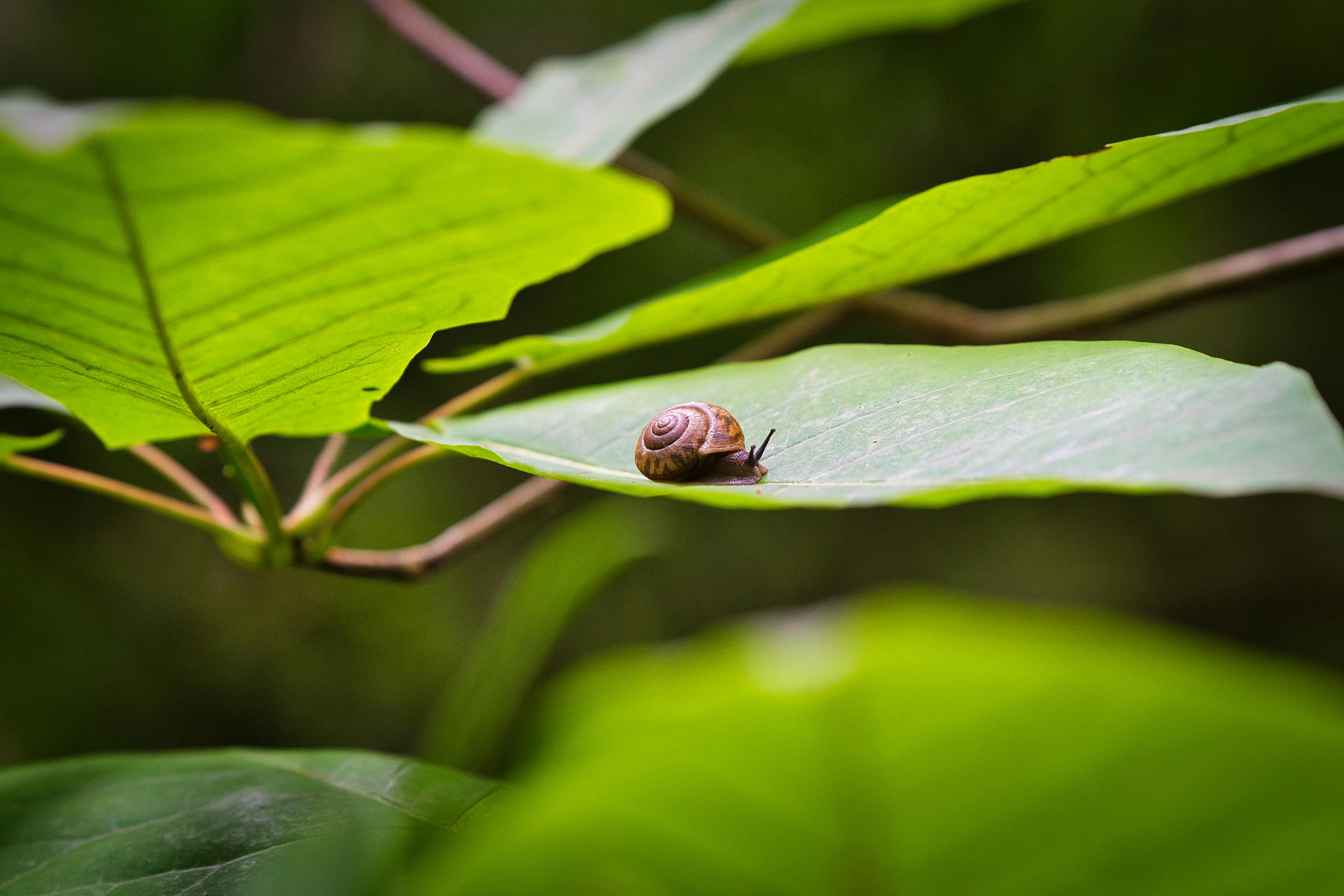 Snail on Leaves · Free Stock Photo