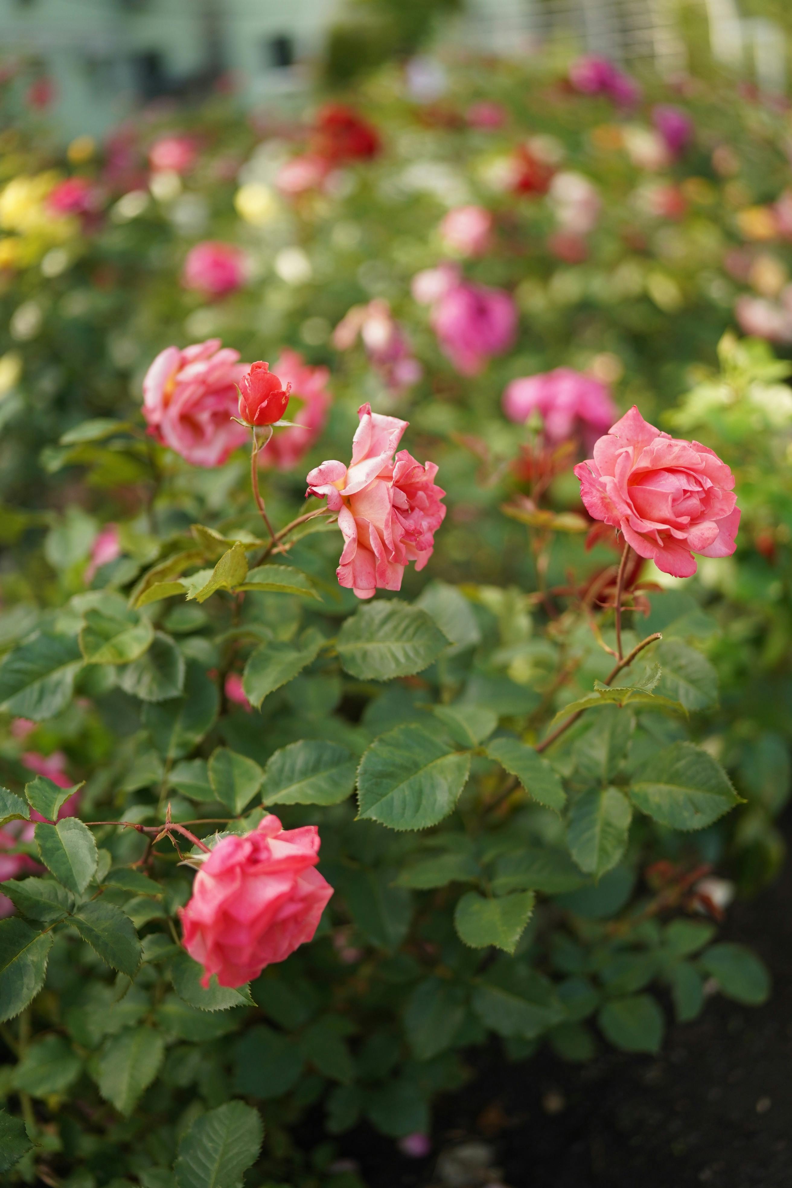 Sunlit Rose Garden Photos, Download The BEST Free Sunlit Rose Garden ...