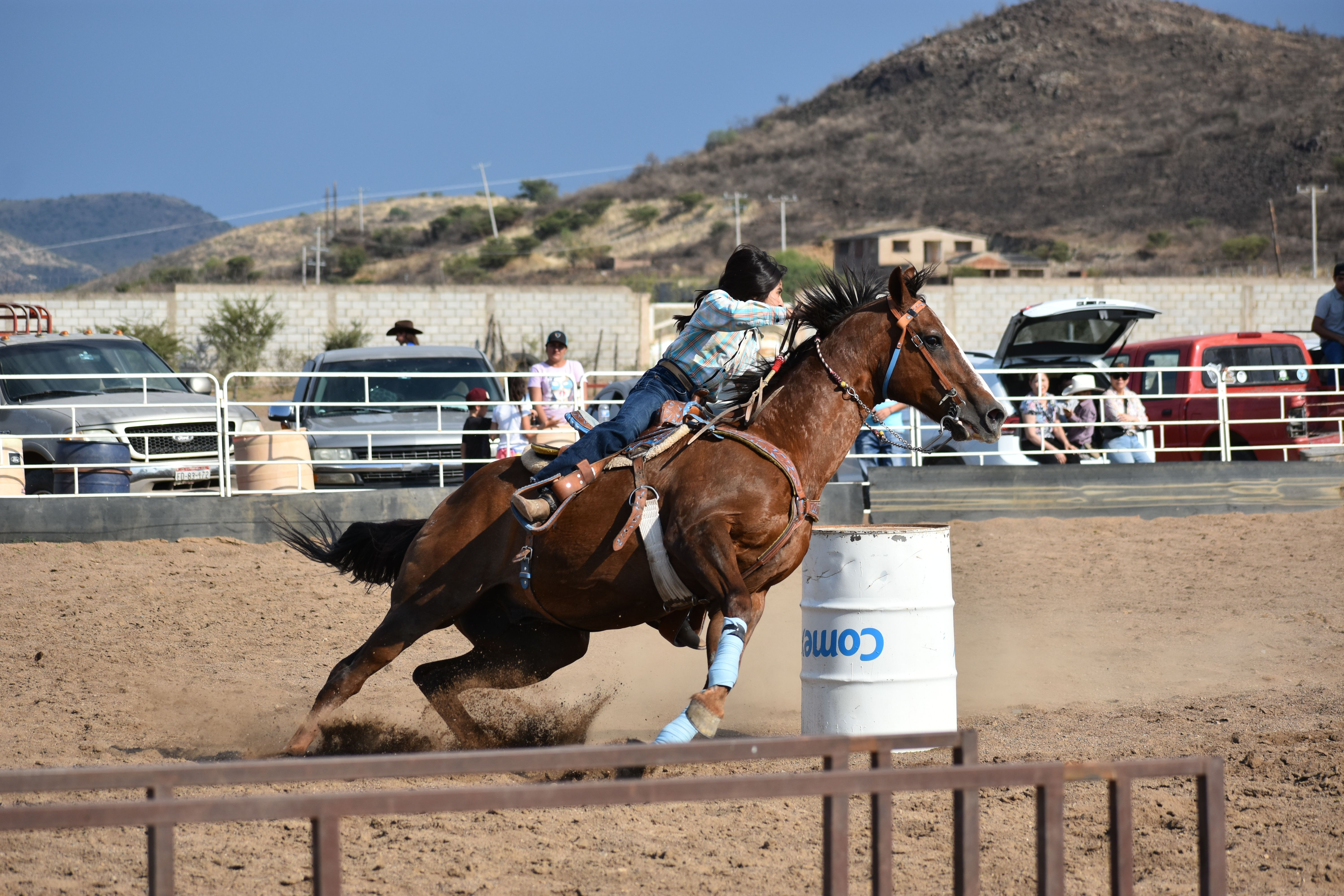 Horse Turning Photos, Download The BEST Free Horse Turning Stock Photos ...