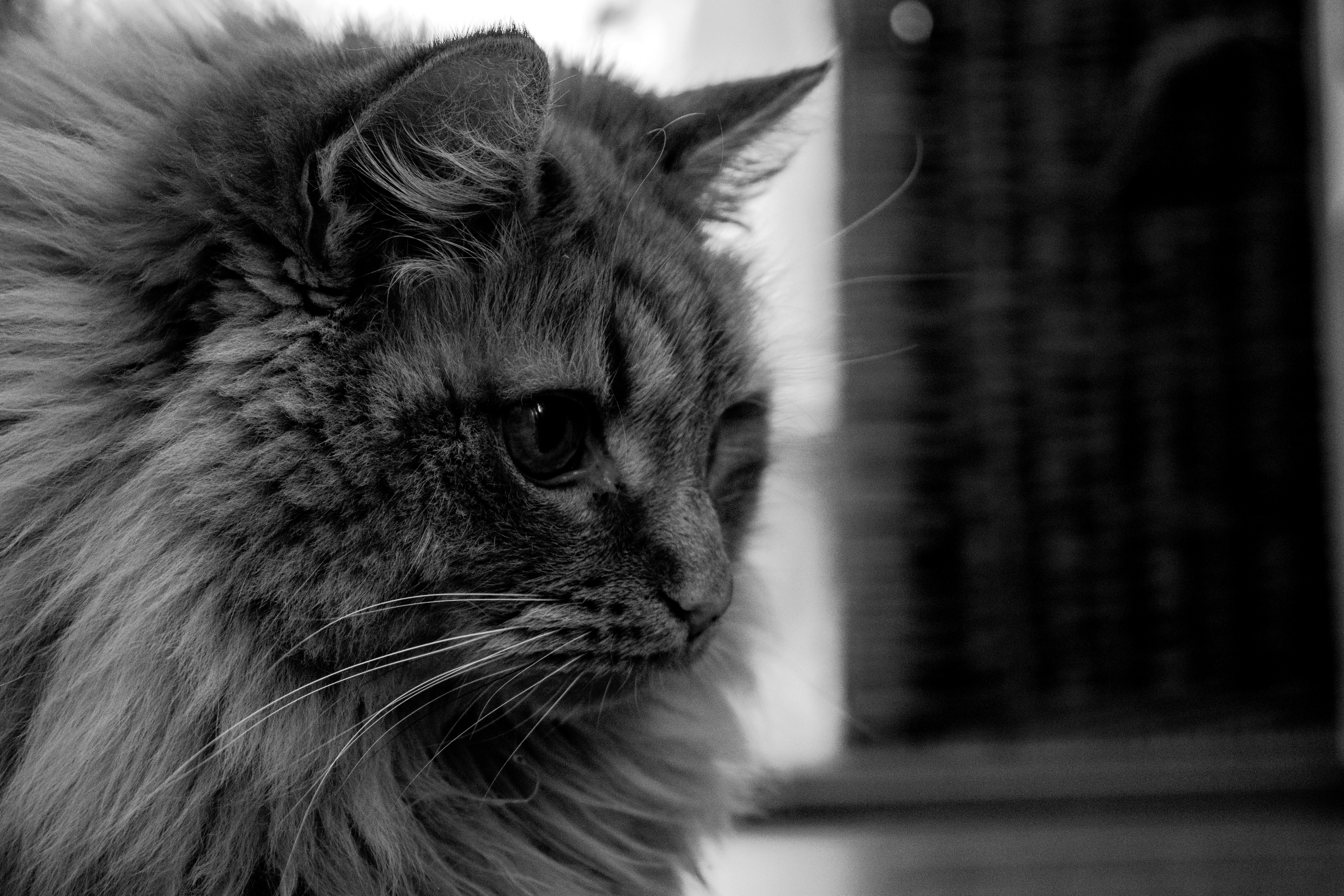Free stock photo of b&w, cat
