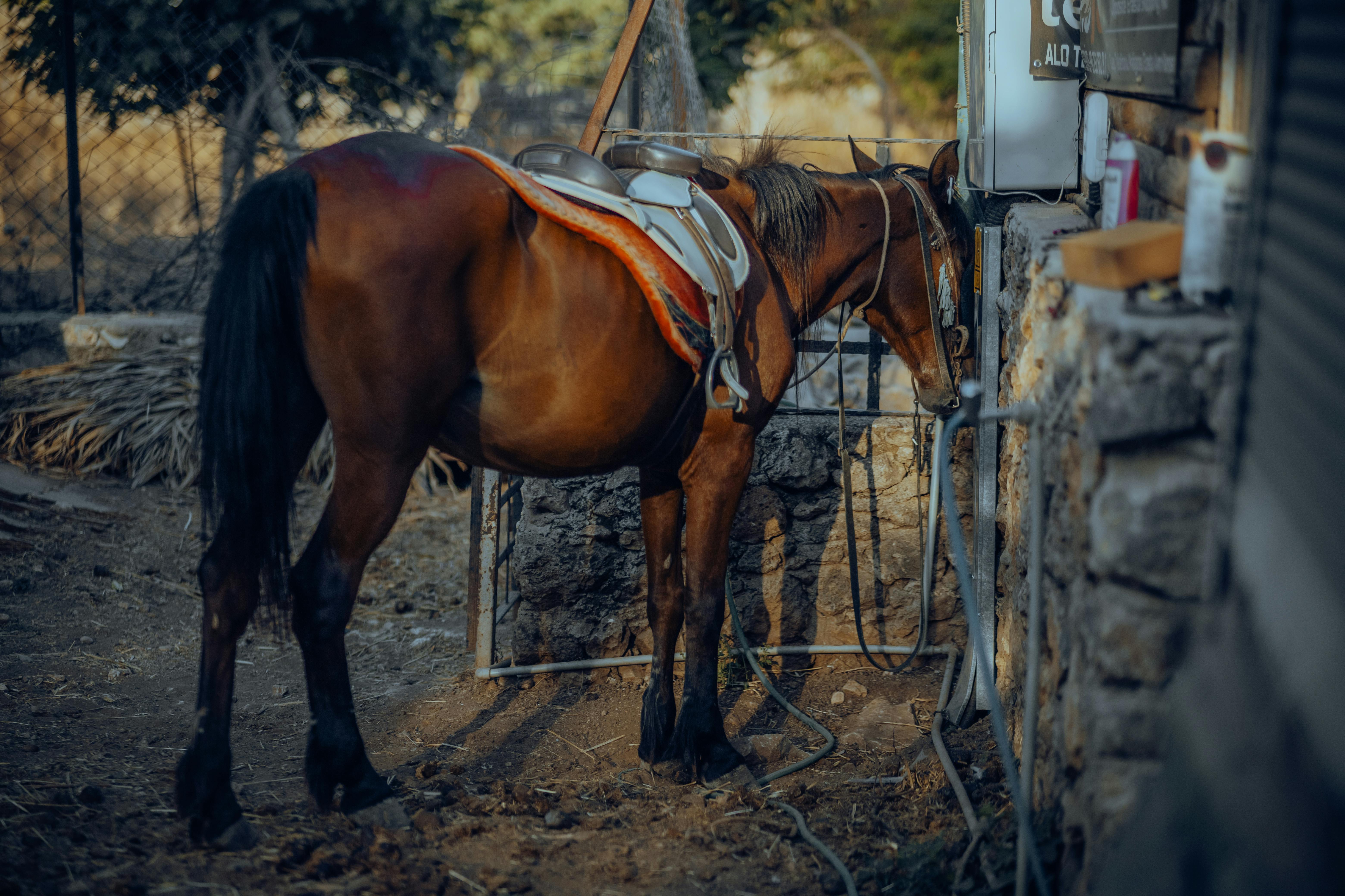 Horse with Saddle · Free Stock Photo