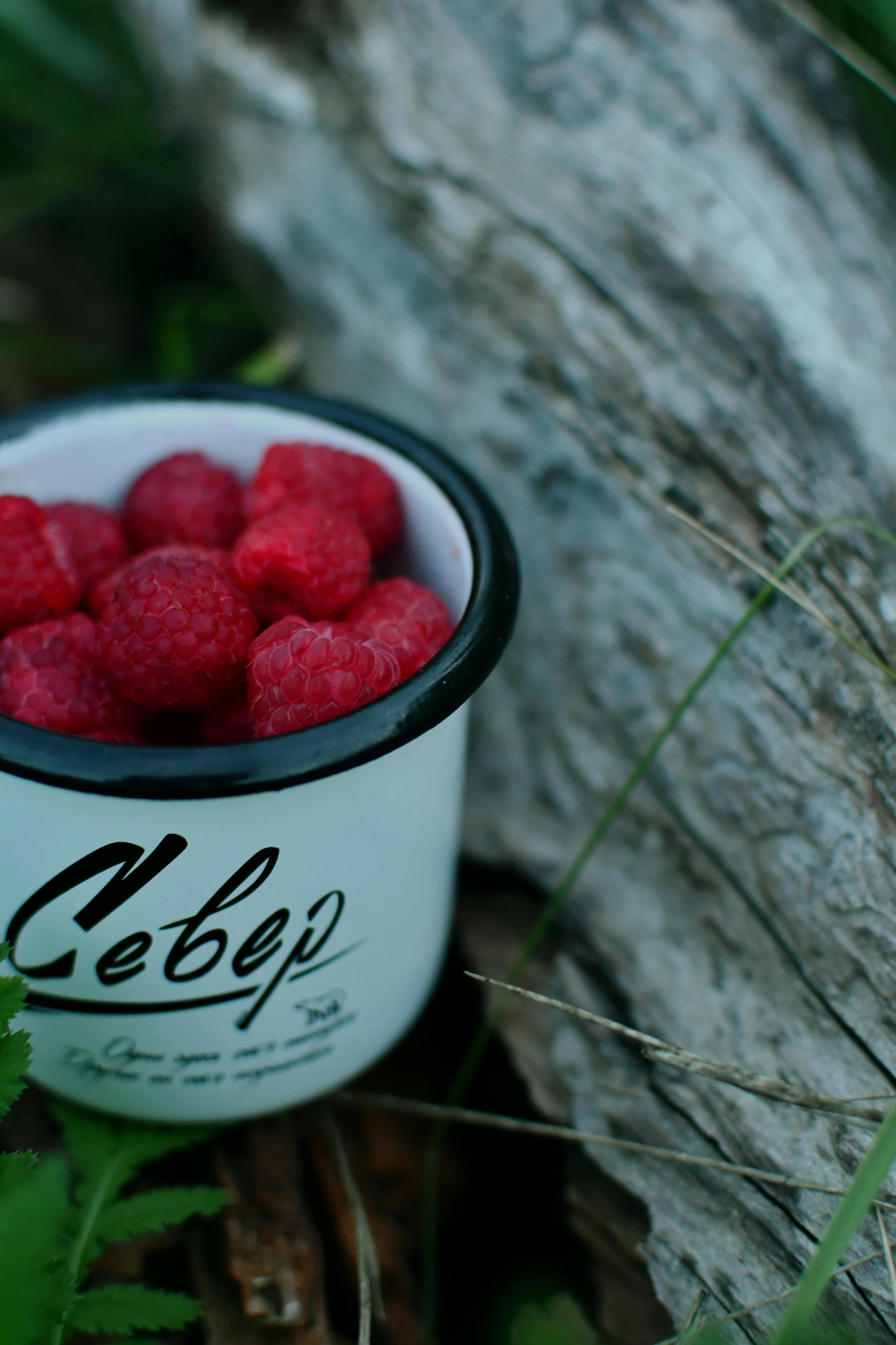 Fruit Log Photos, Download The BEST Free Fruit Log Stock Photos & HD Images