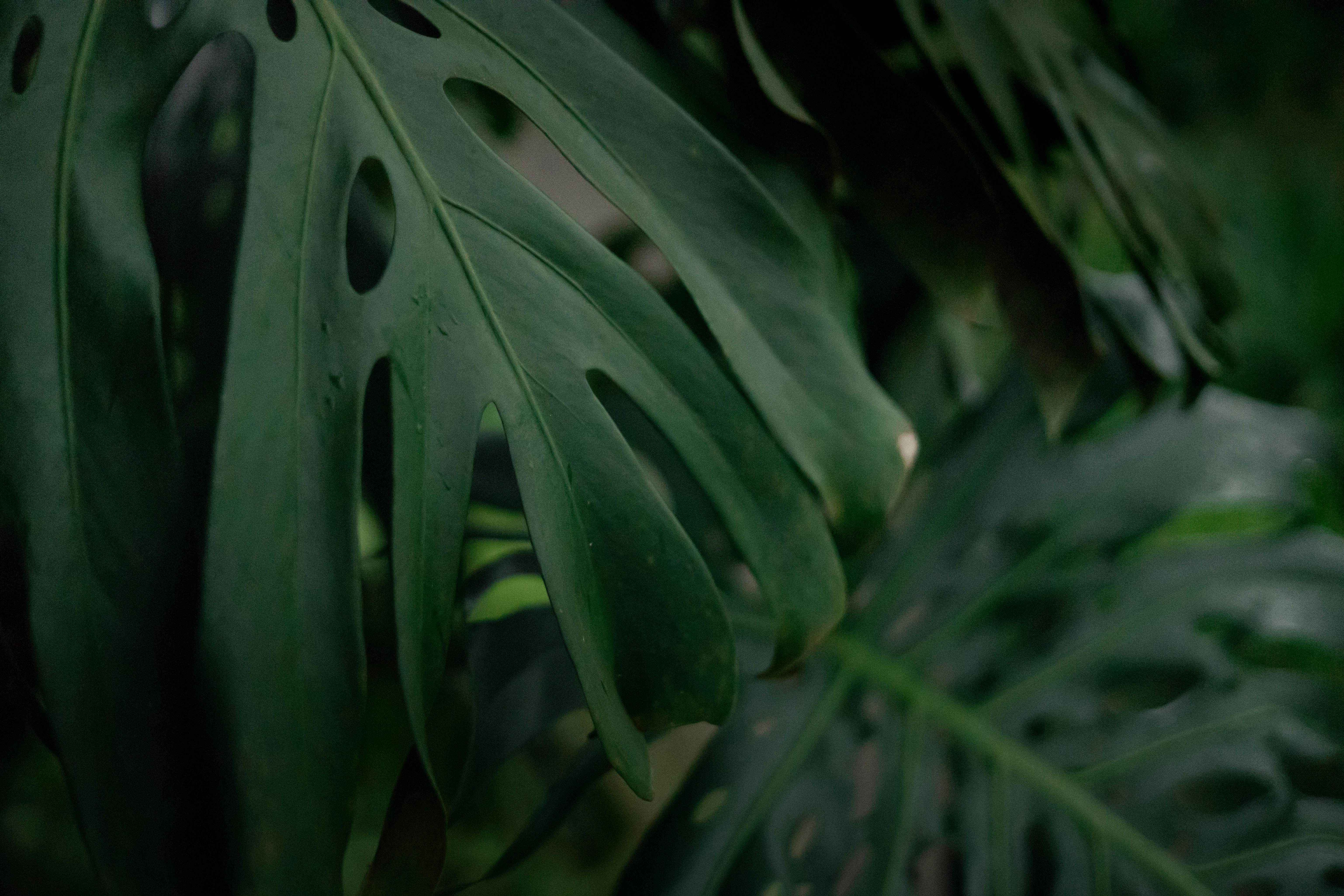Big, Green Leaves of Plant · Free Stock Photo