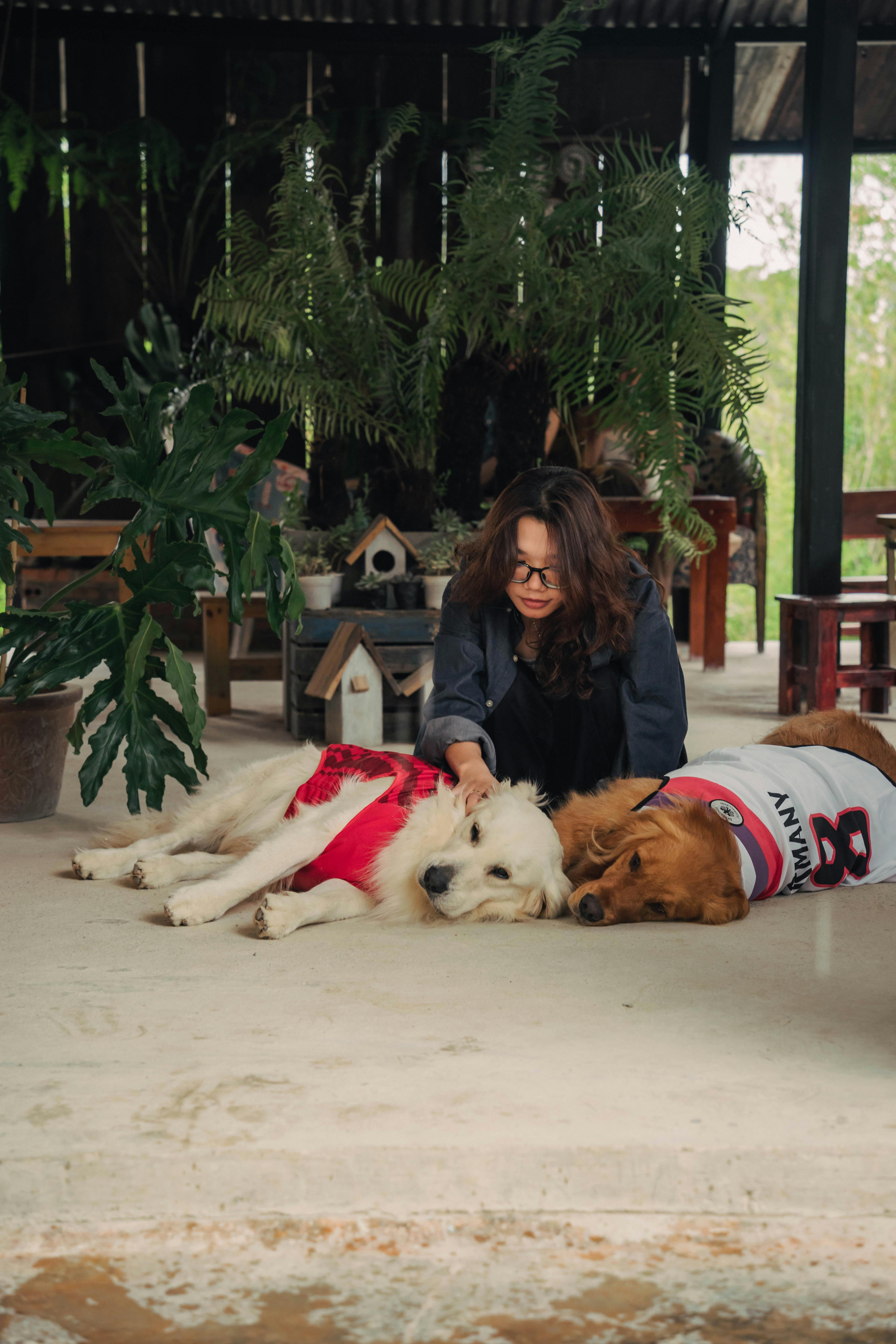 Pet Clothing Photos, Download The BEST Free Pet Clothing Stock Photos ...