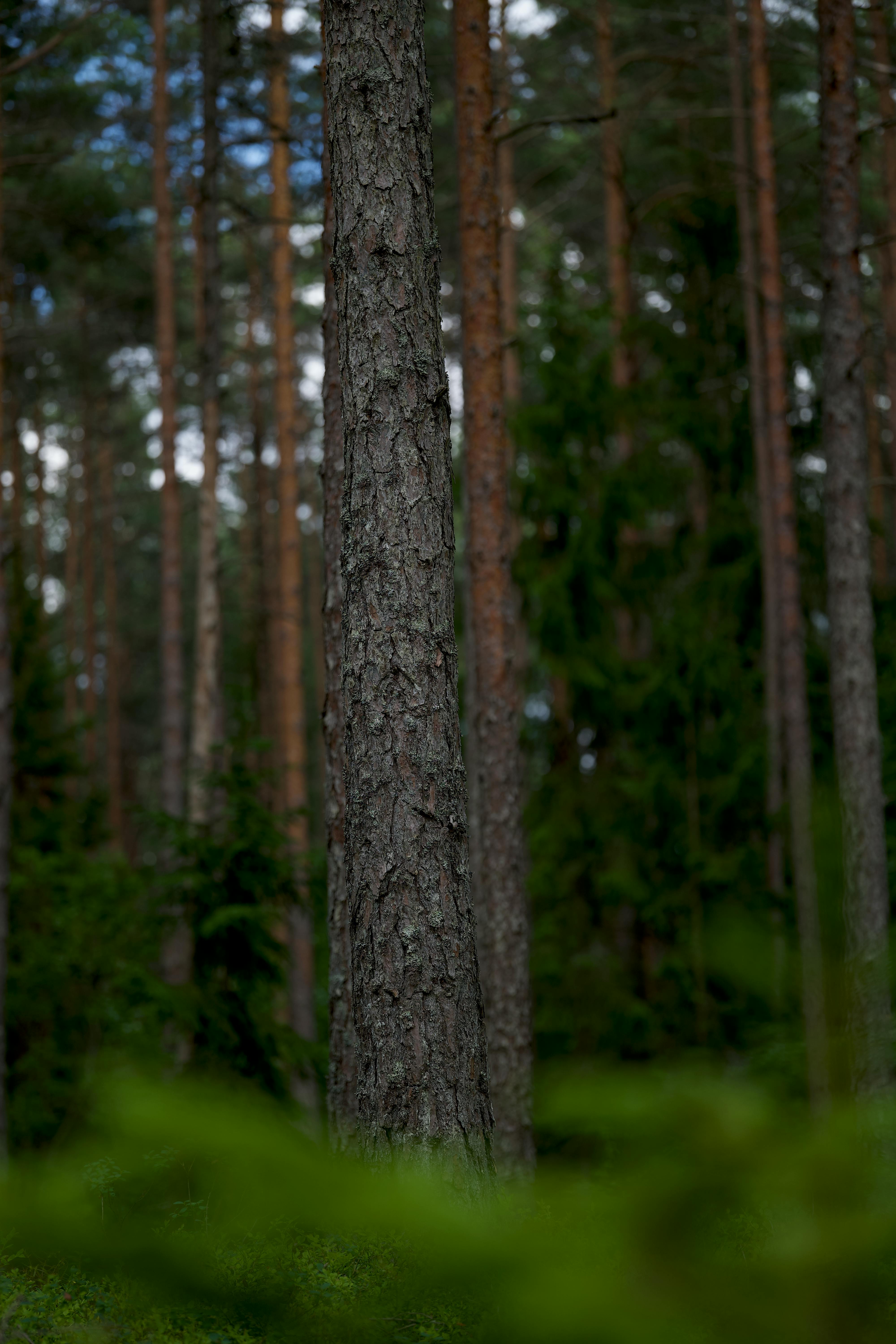 Tall Trees in Forest · Free Stock Photo