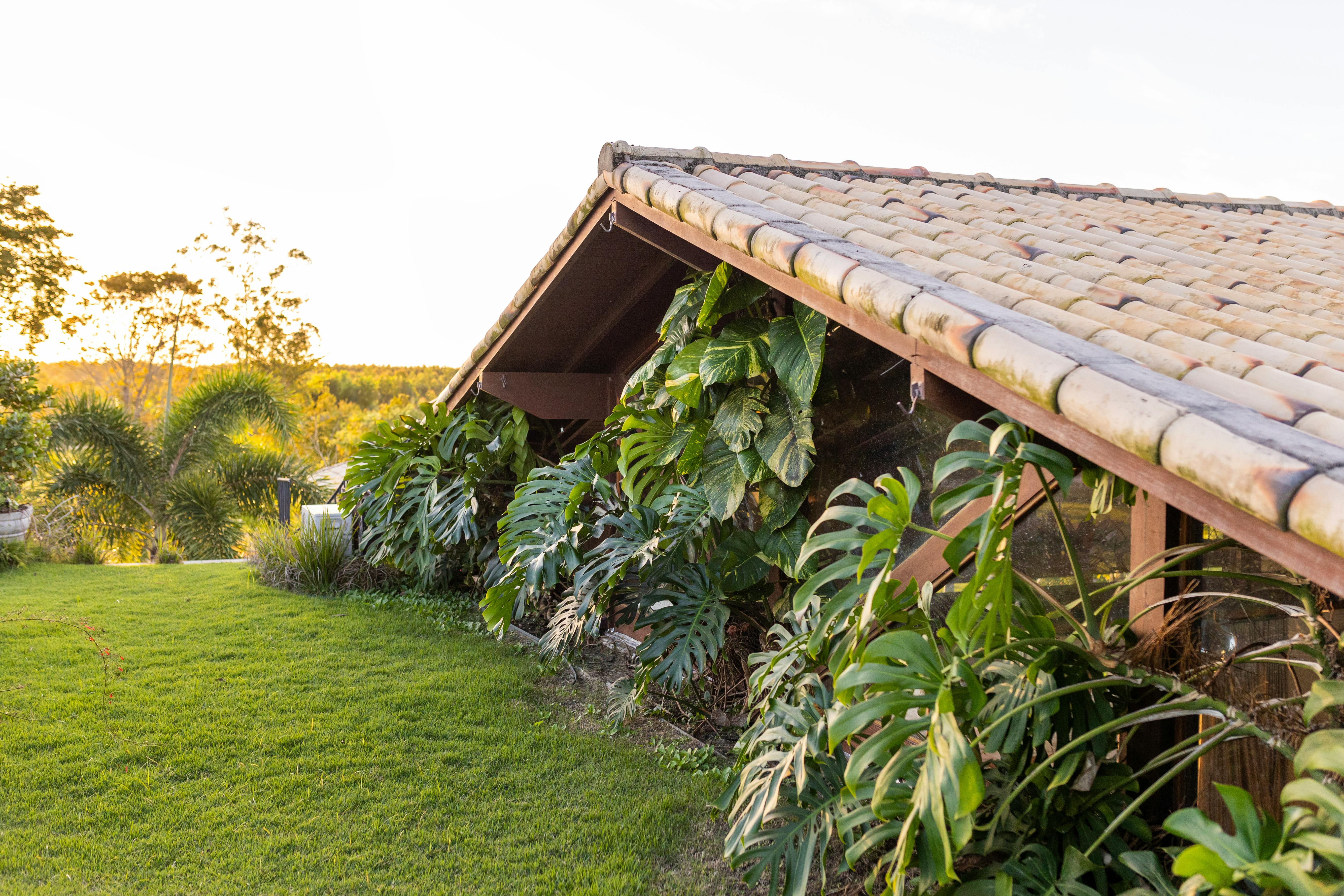 View of Monstera Plants Growing Outside of a Building · Free Stock Photo