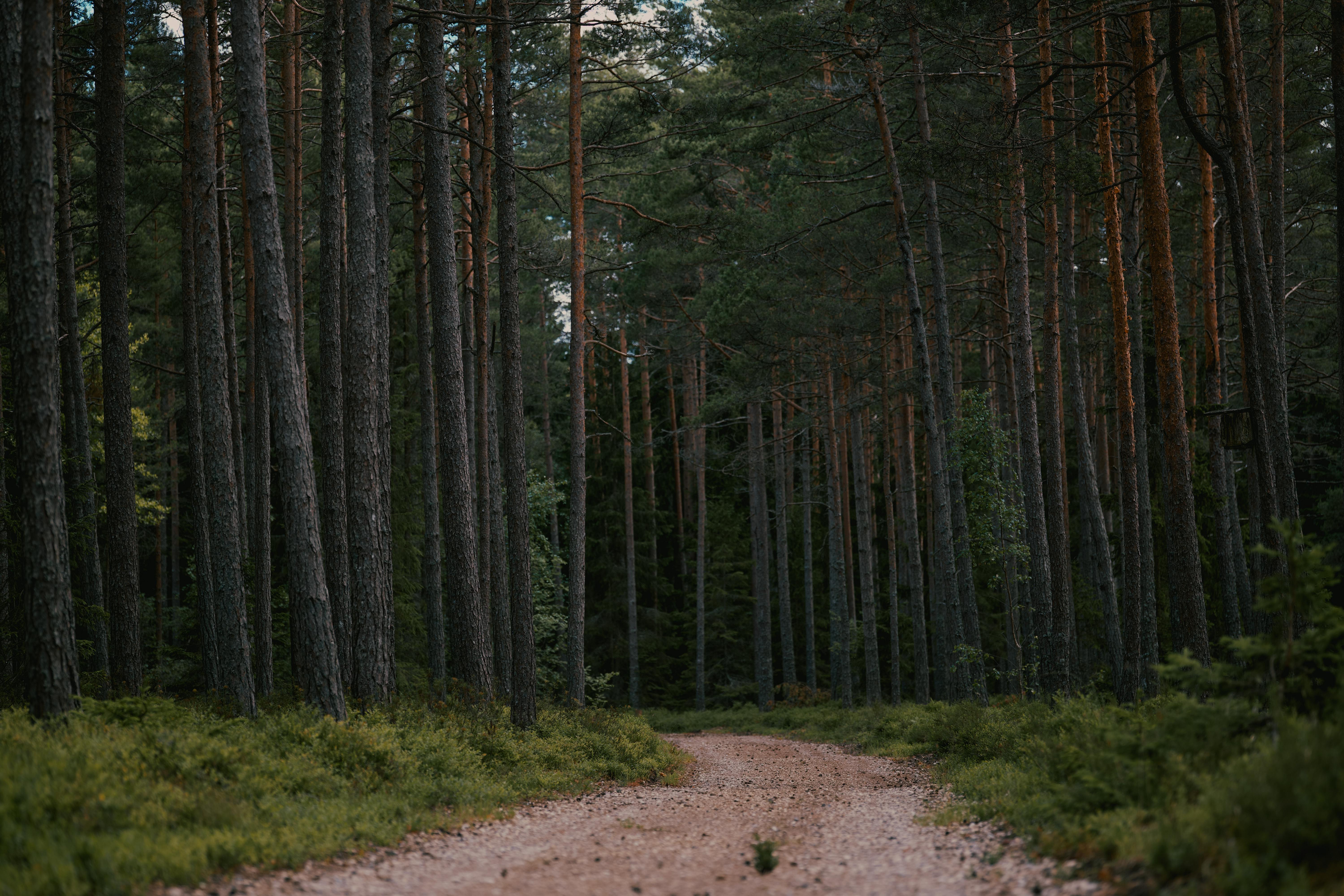 Dirt Road in Forest · Free Stock Photo