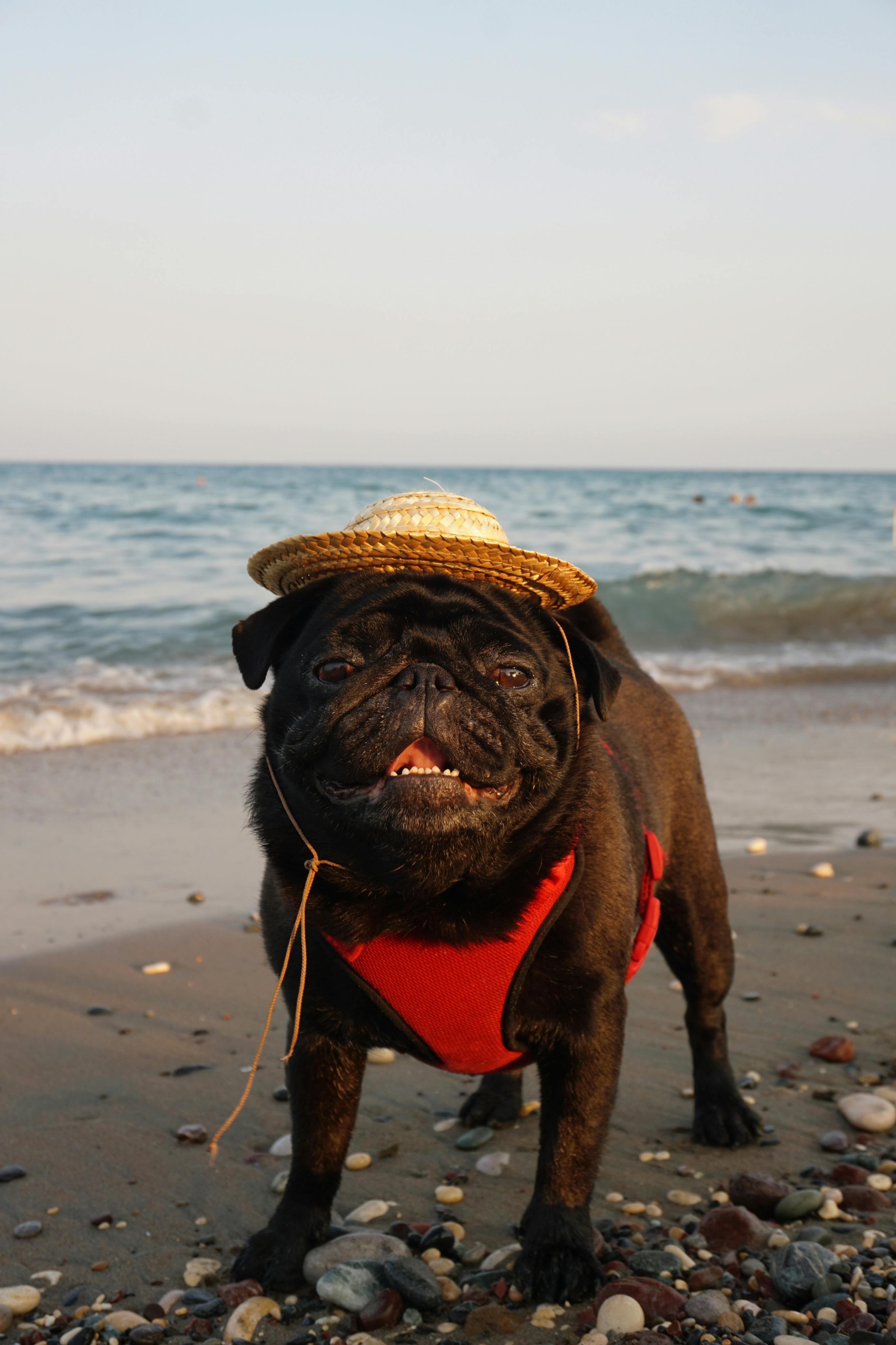 Pug In Hat Photos, Download The BEST Free Pug In Hat Stock Photos & HD ...