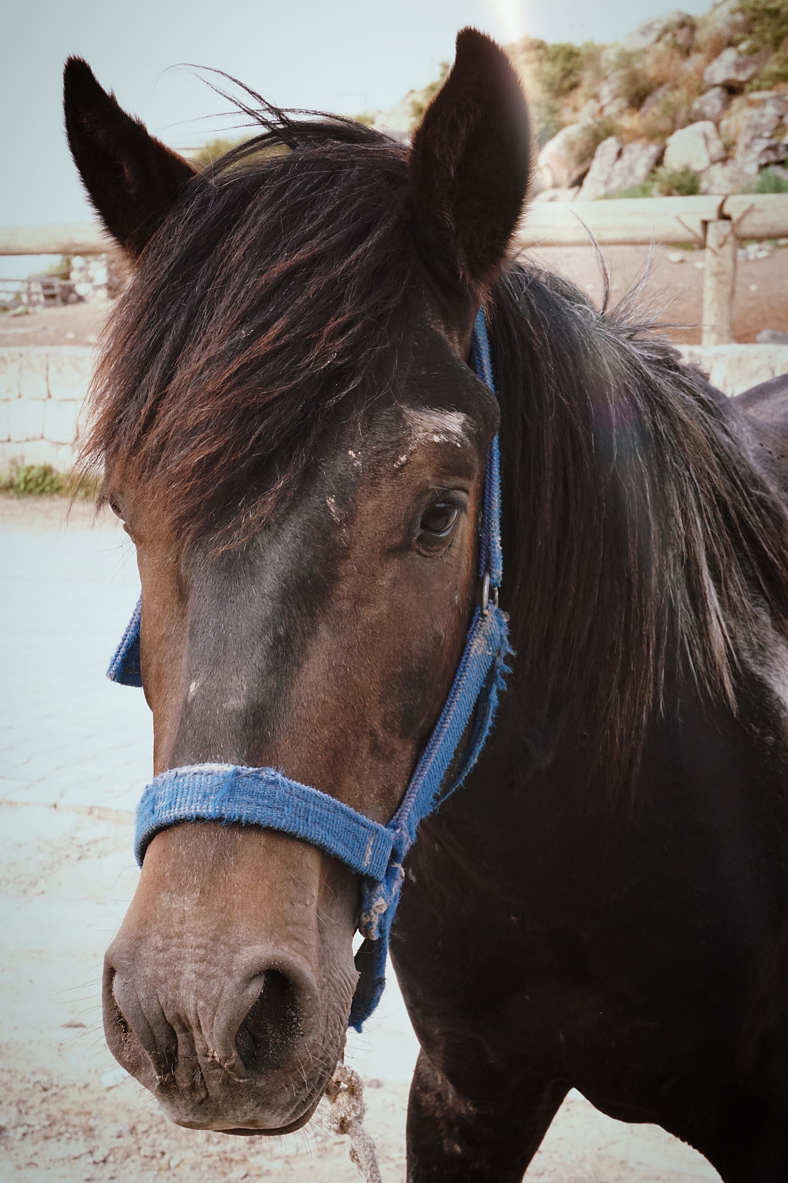Papirove Horse Snake Photos, Download The BEST Free Papirove Horse ...