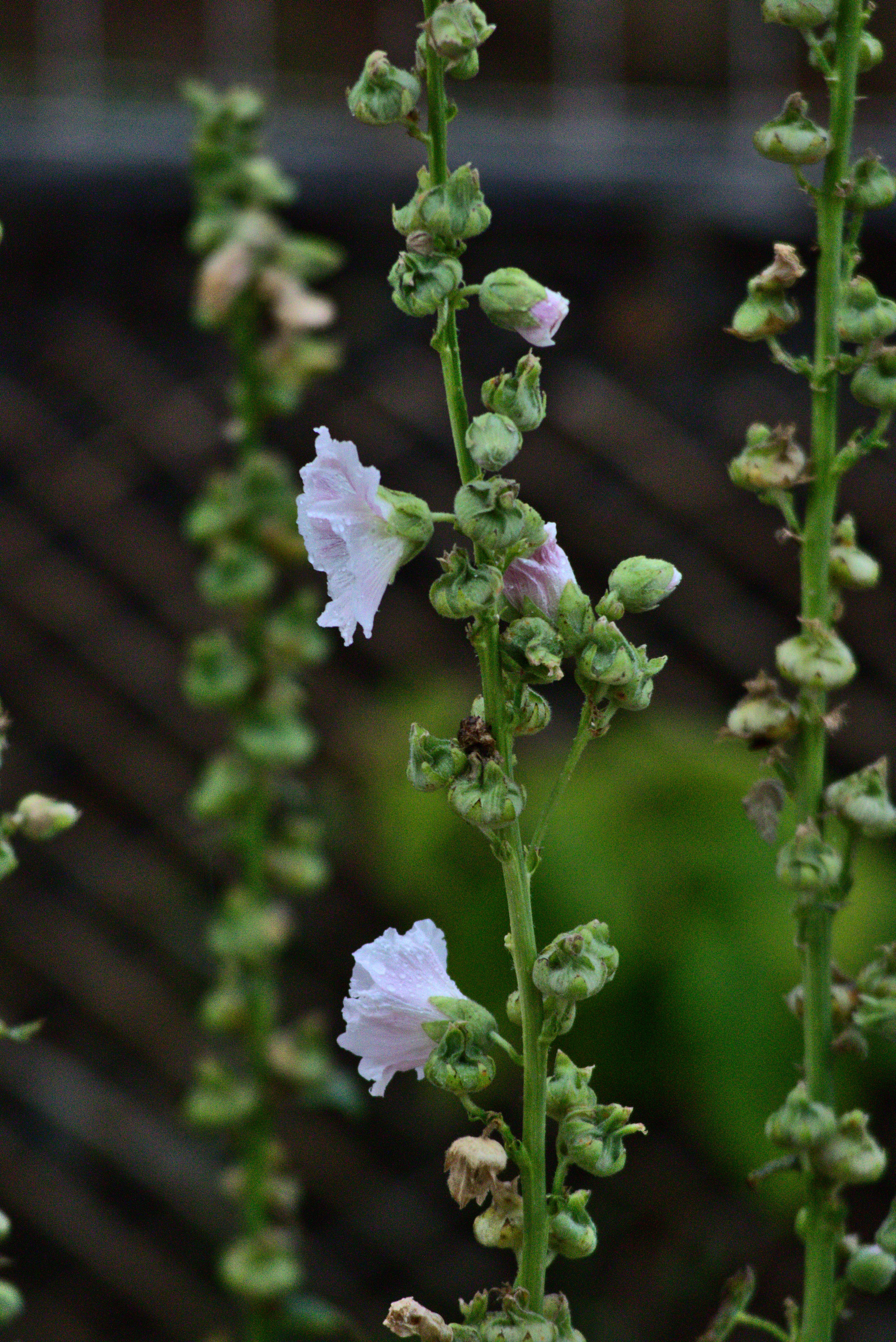 Flowering Spring Hollyhocks · Free Stock Photo