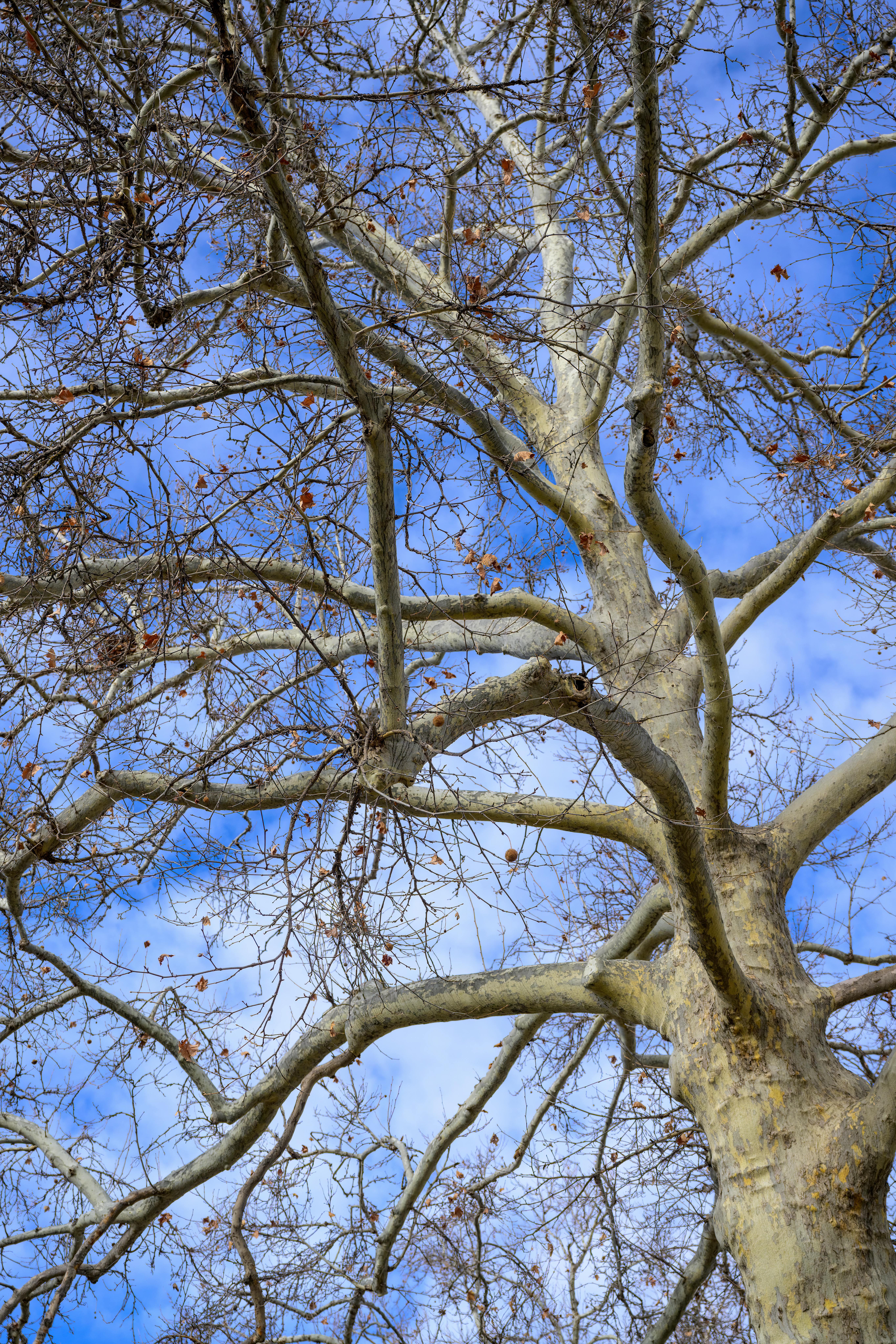 Empty Branch of Tree · Free Stock Photo