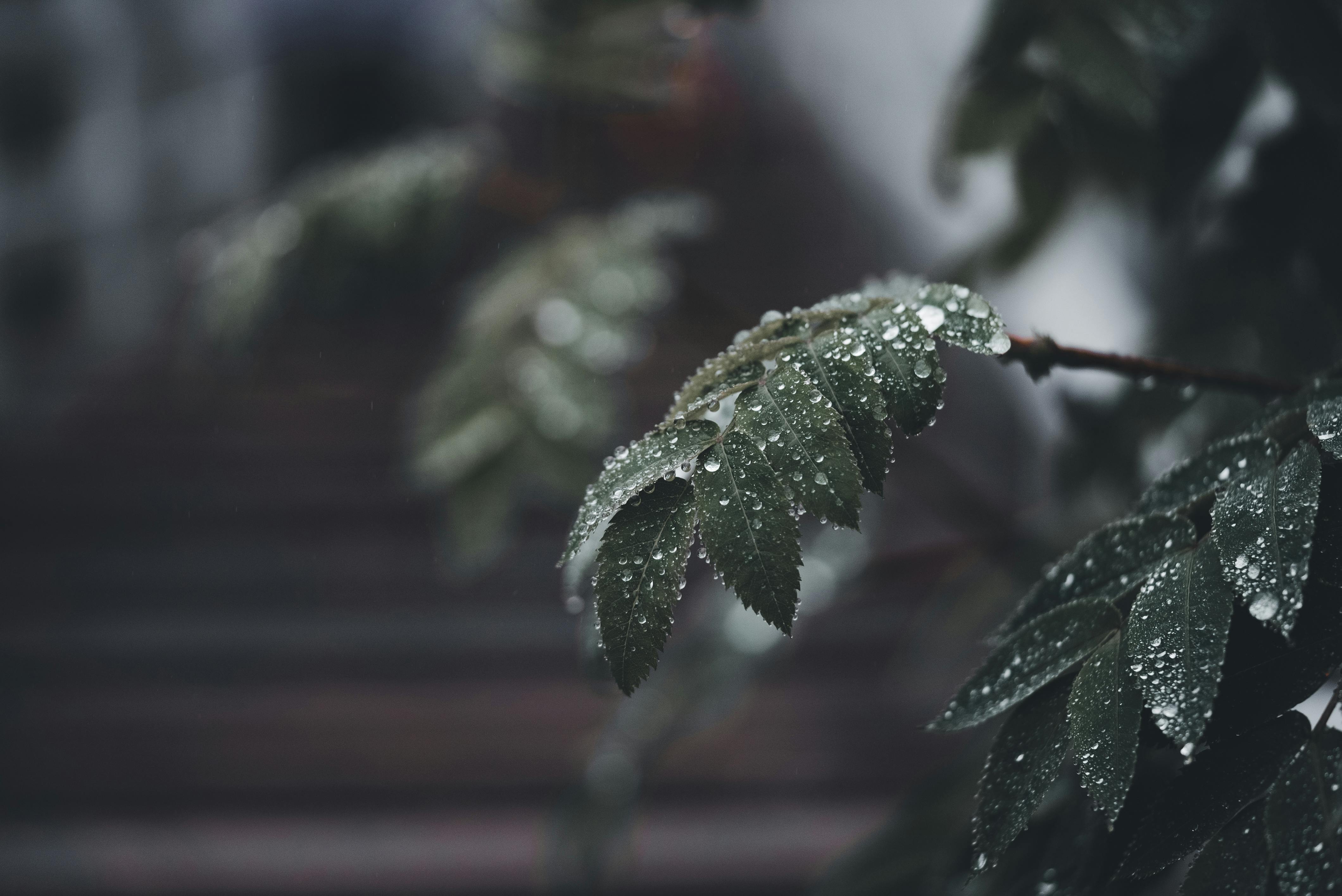 Leaves Covered in Water Droplets Growing on Branch · Free Stock Photo
