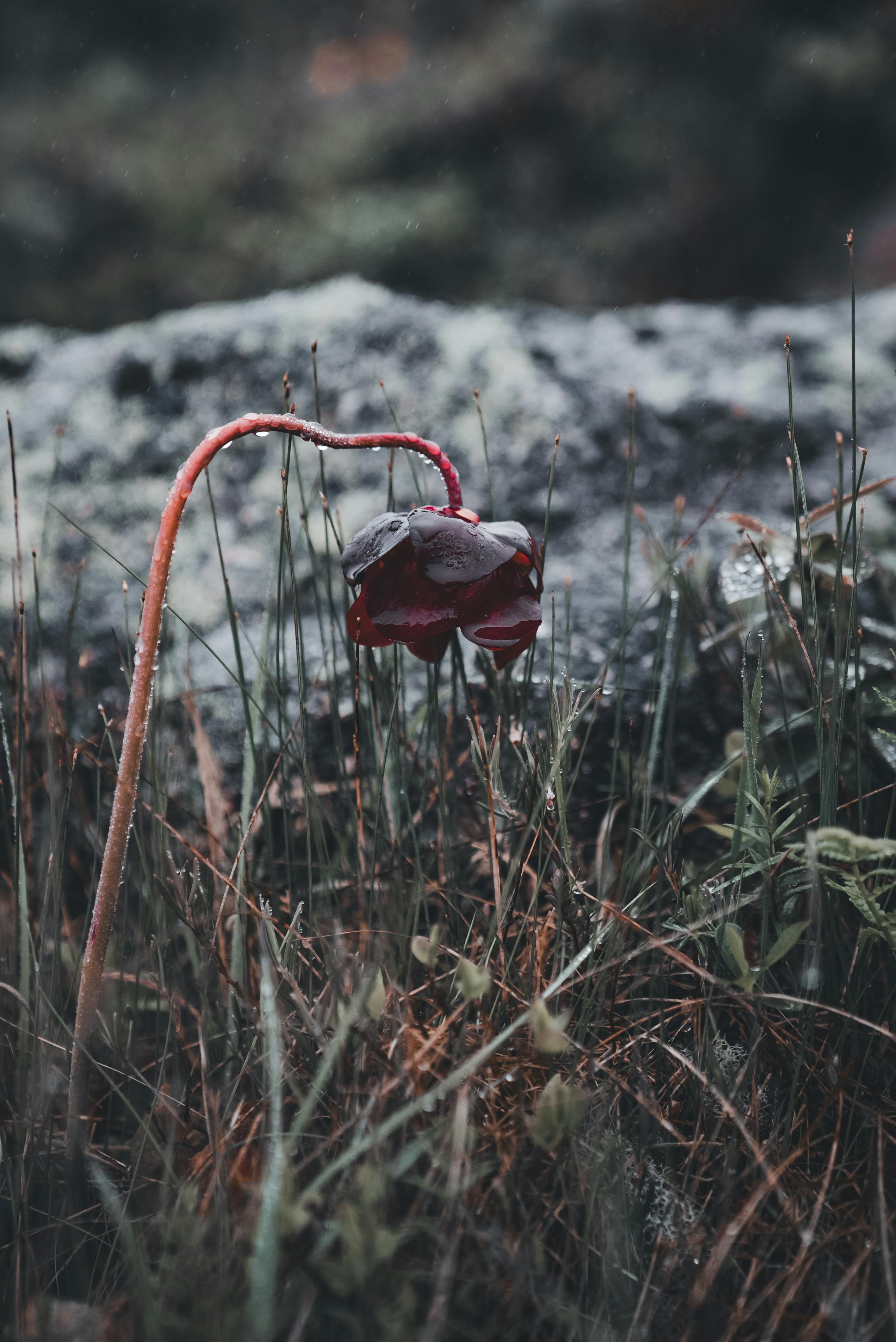 Purple Pitcher Plant in Rain · Free Stock Photo