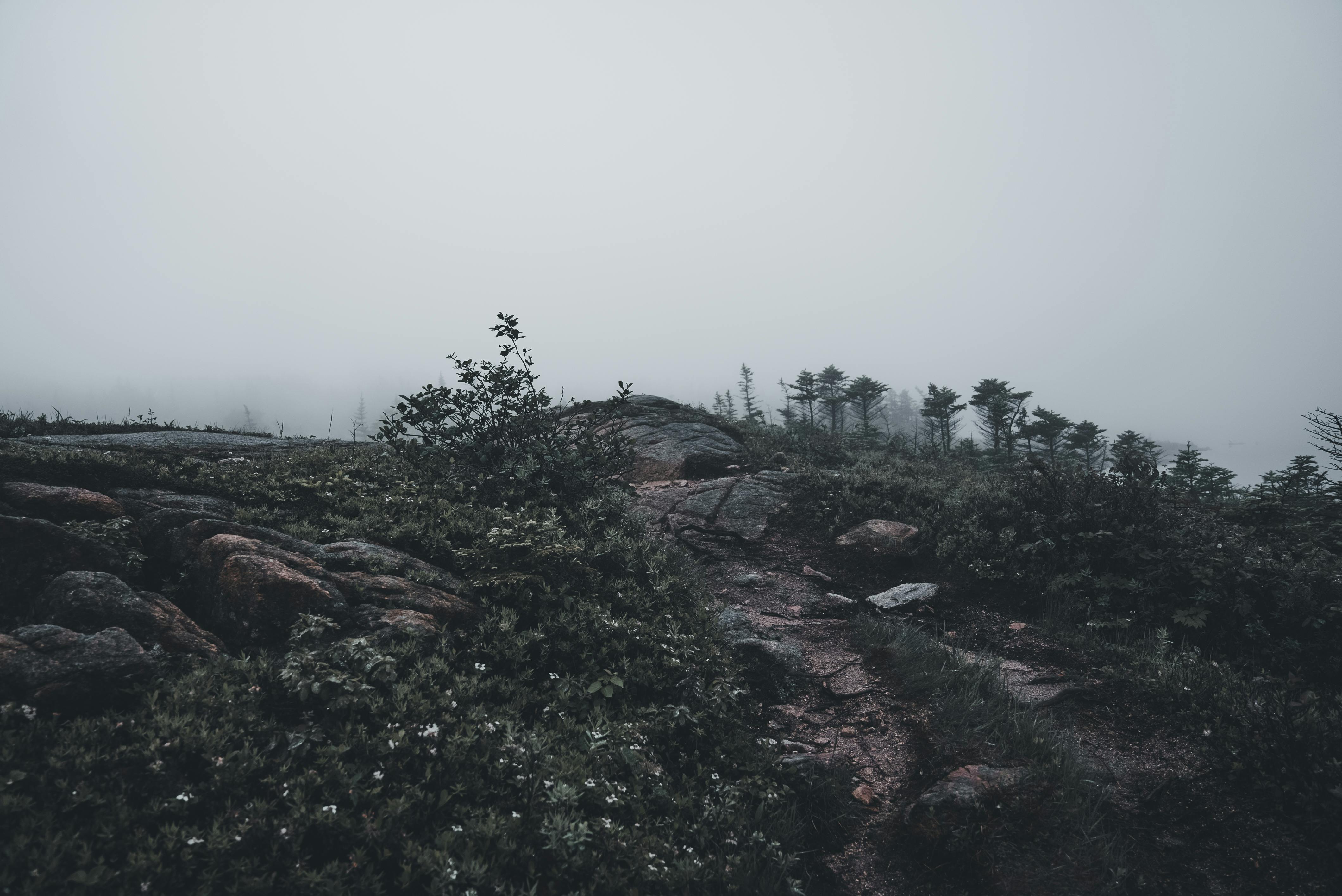 Redwood Trees Landscape Photos, Download The BEST Free Redwood Trees ...