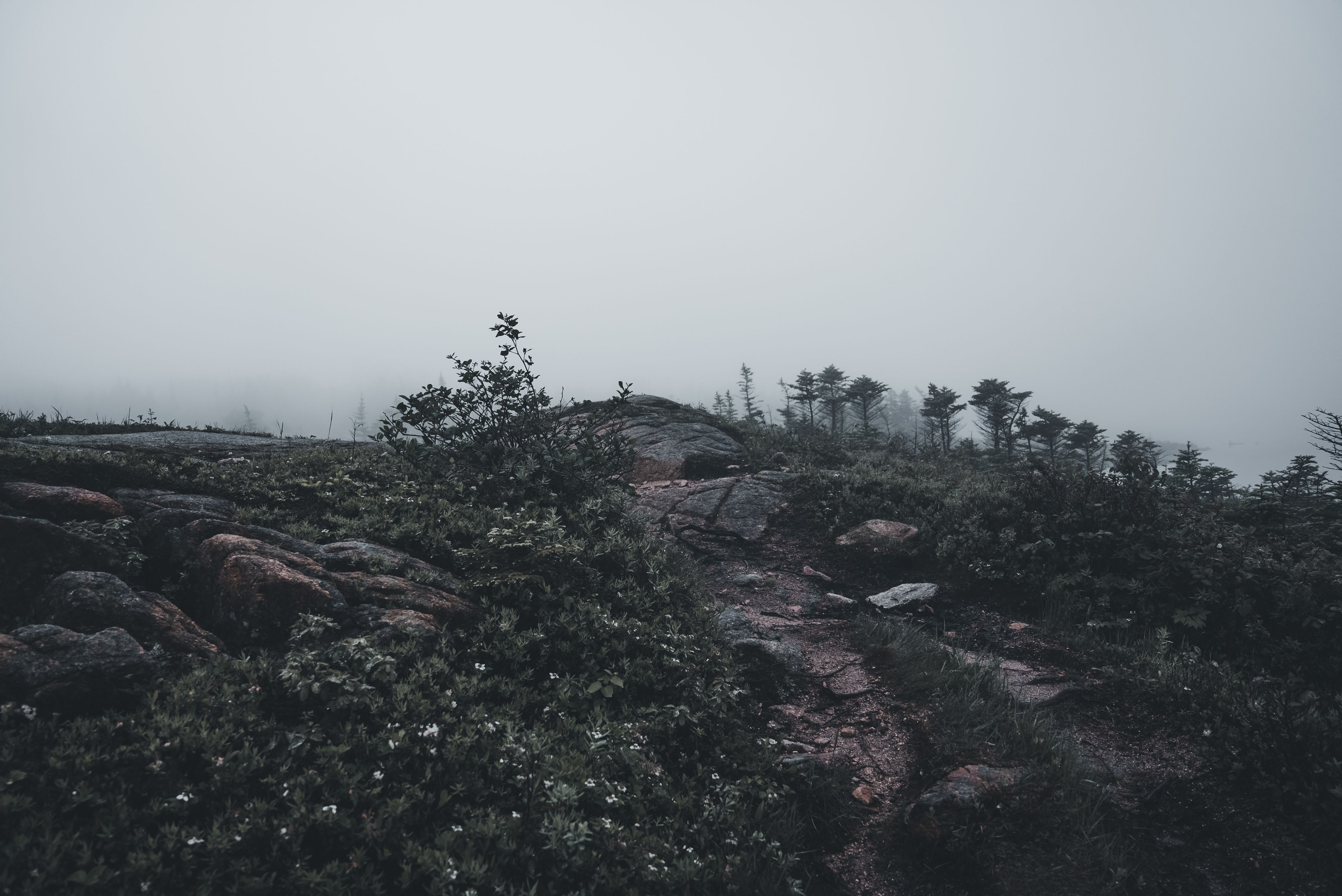 Foggy Landscape with Rocks and Trees · Free Stock Photo