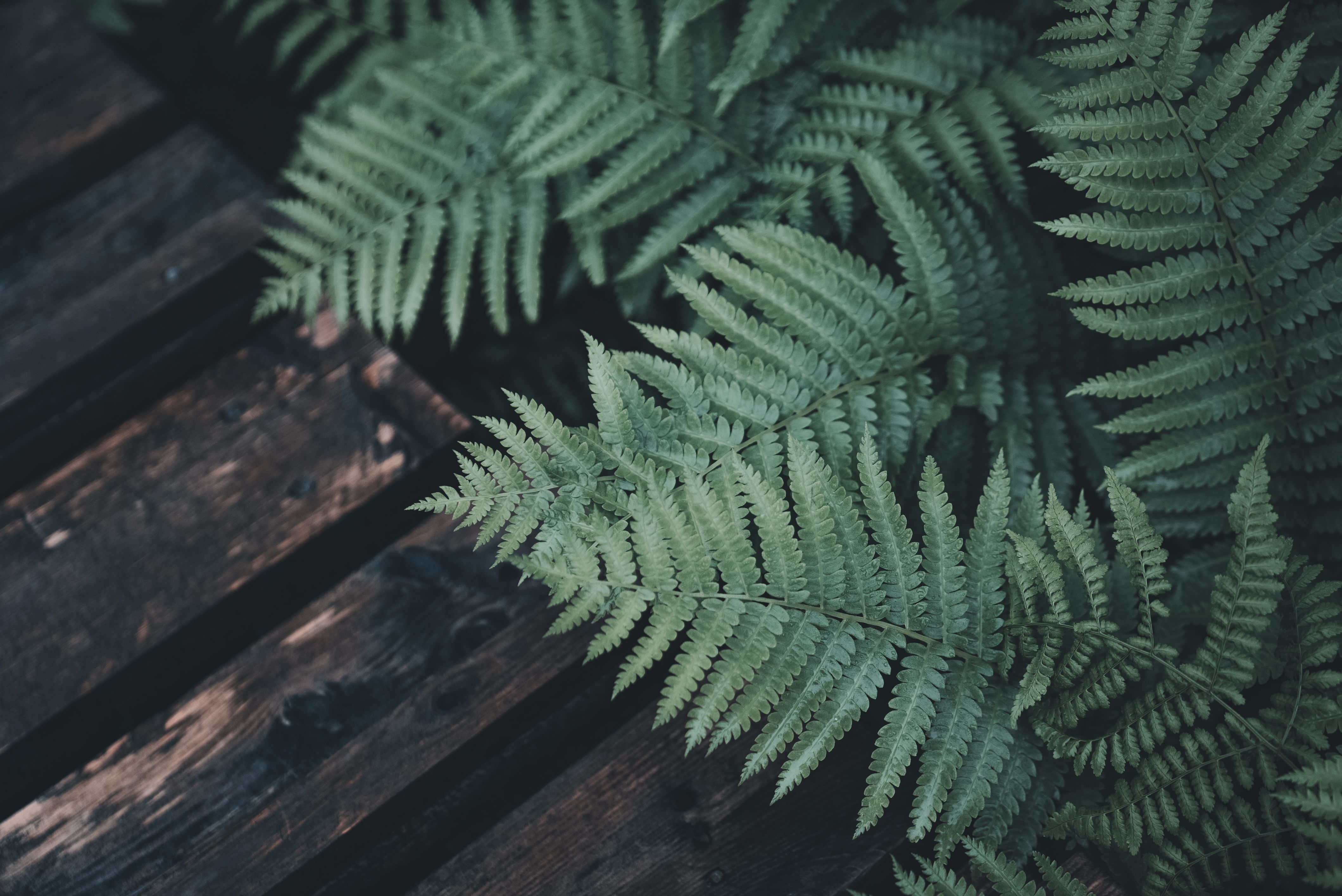 Green Ferns Growing along a Wooden Boardwalk · Free Stock Photo