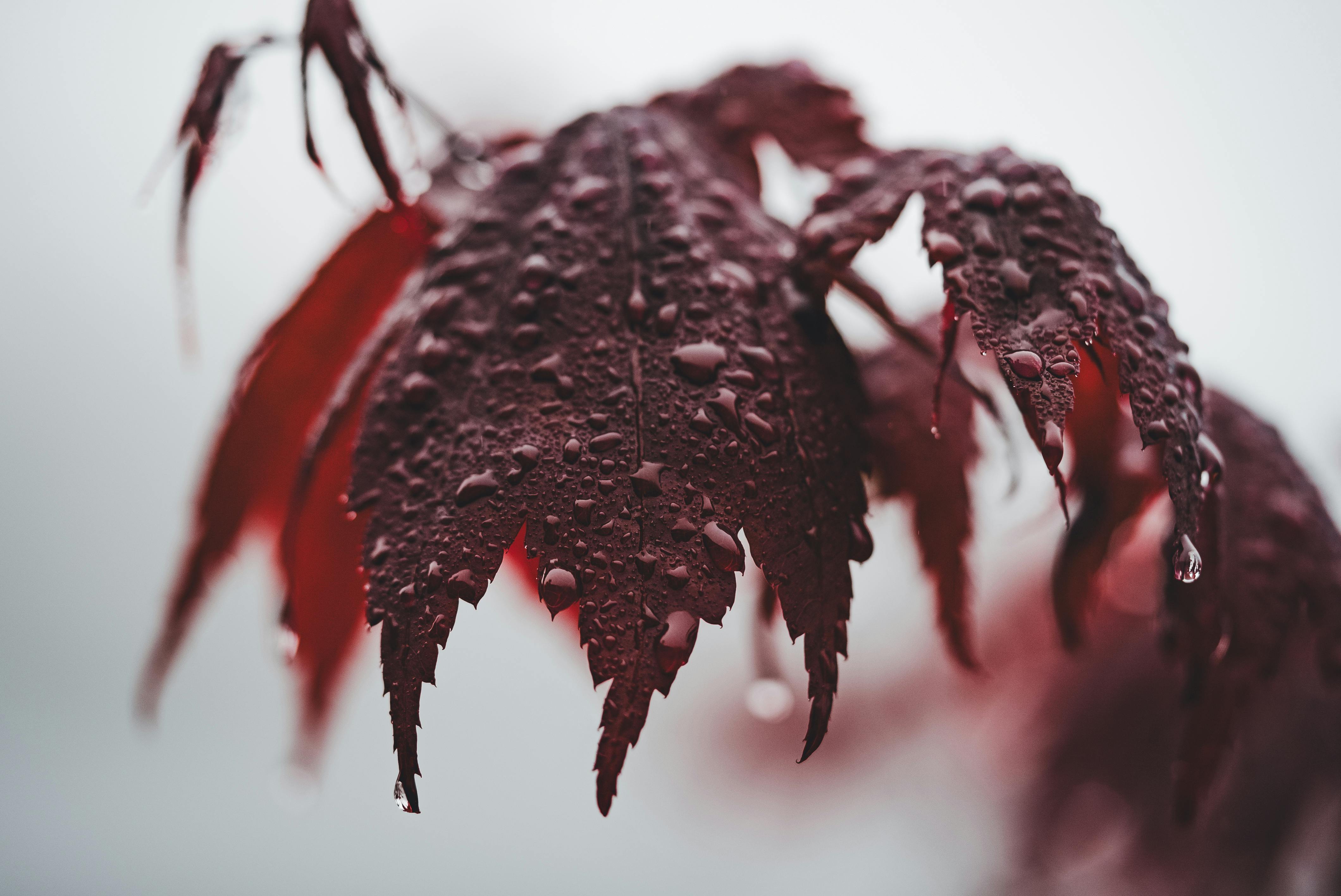 Blood Fall Photos, Download The BEST Free Blood Fall Stock Photos & HD ...