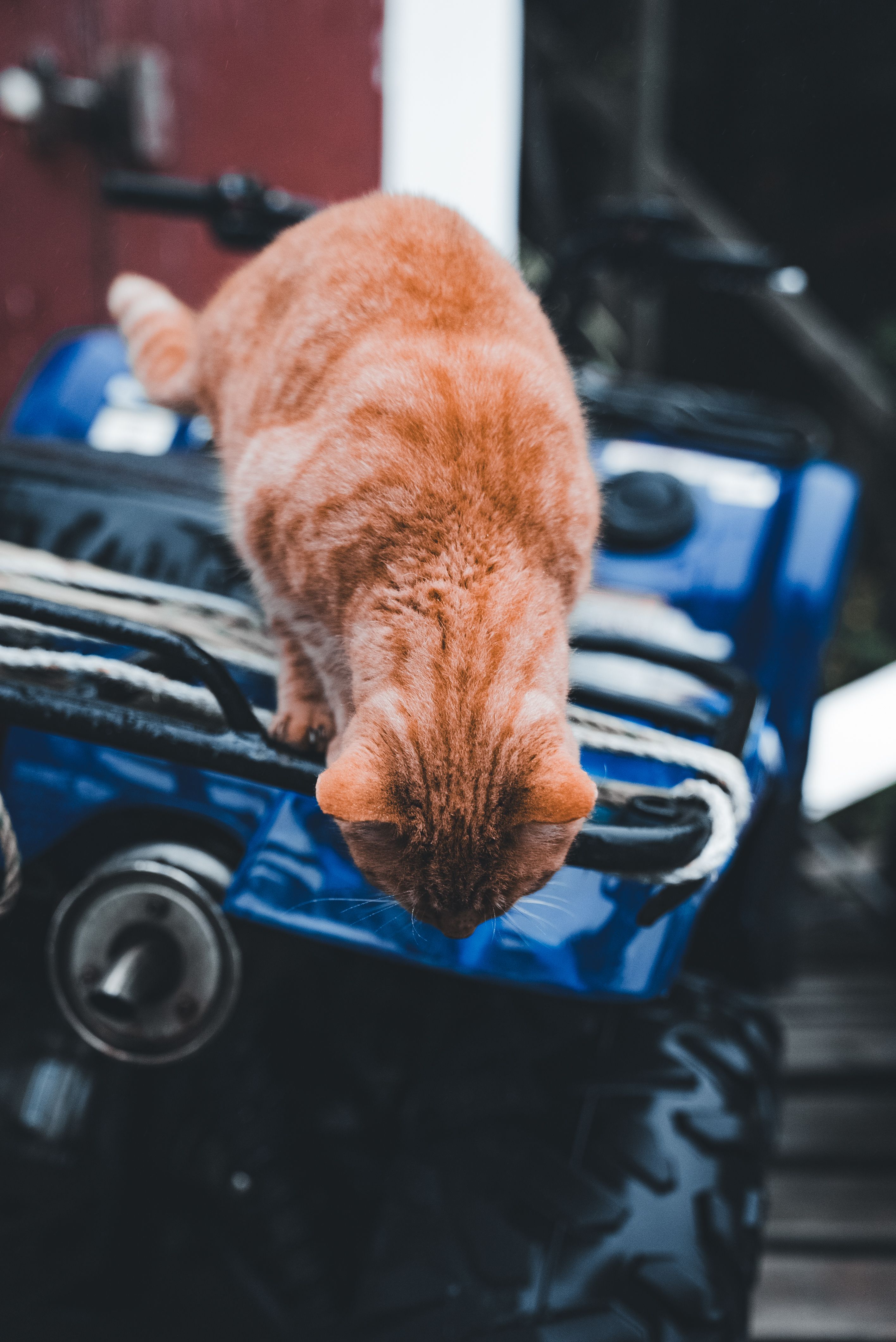 Cat on Quad Looking Down · Free Stock Photo