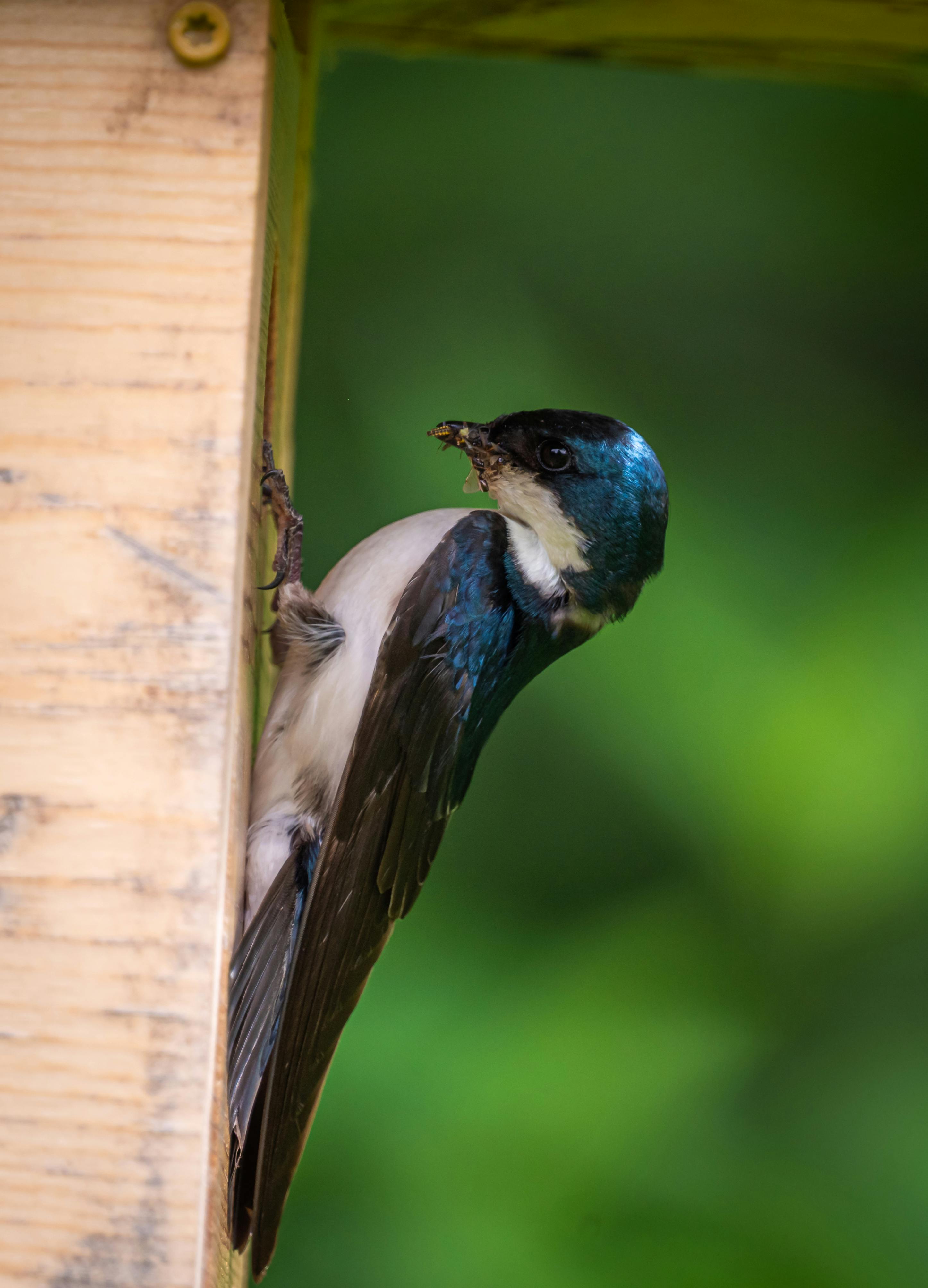 Swallow Bird Photos, Download The BEST Free Swallow Bird Stock Photos ...