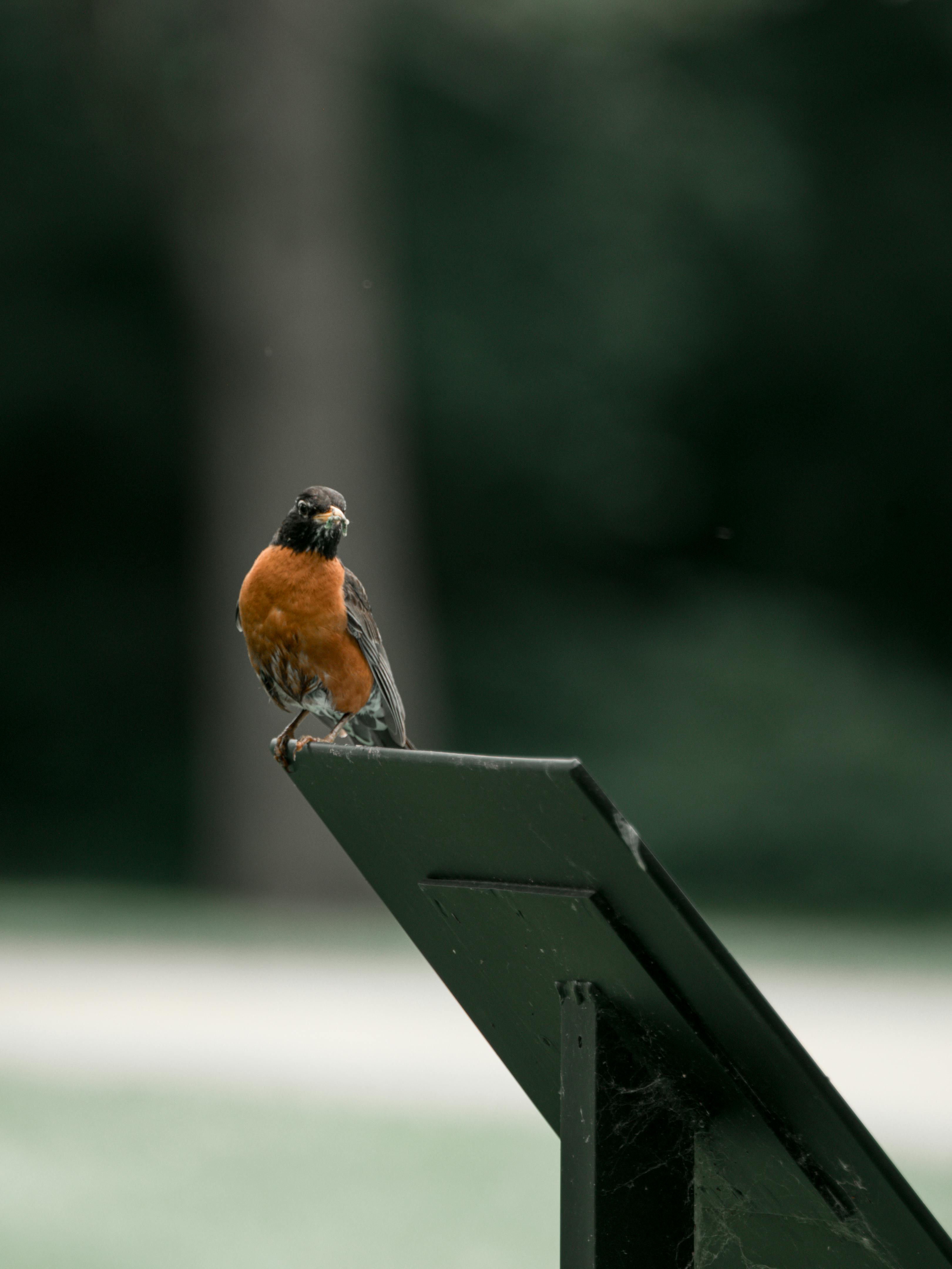 Close up of an American Robin · Free Stock Photo
