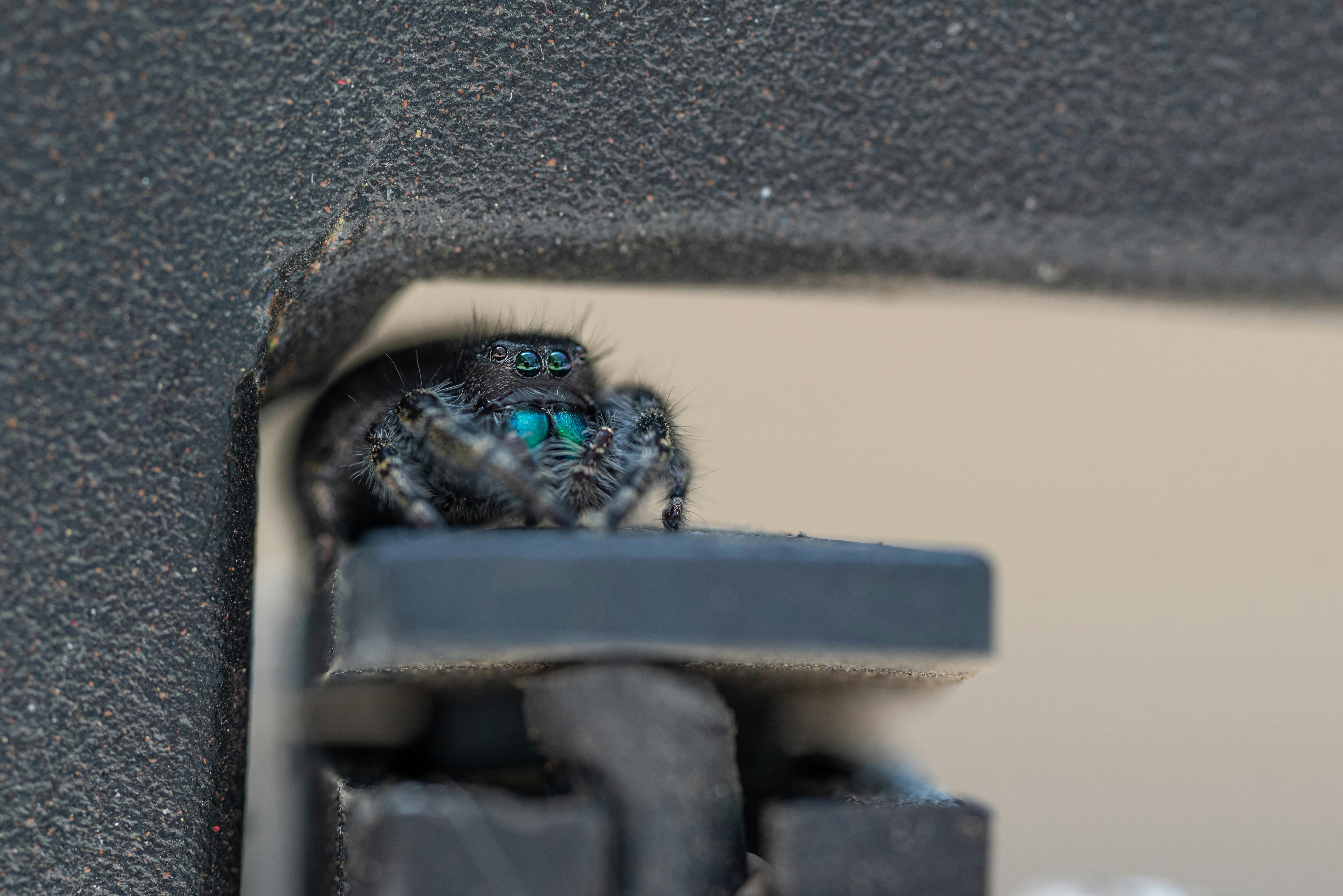 Spider Poop Pictures Photos, Download The BEST Free Spider Poop ...