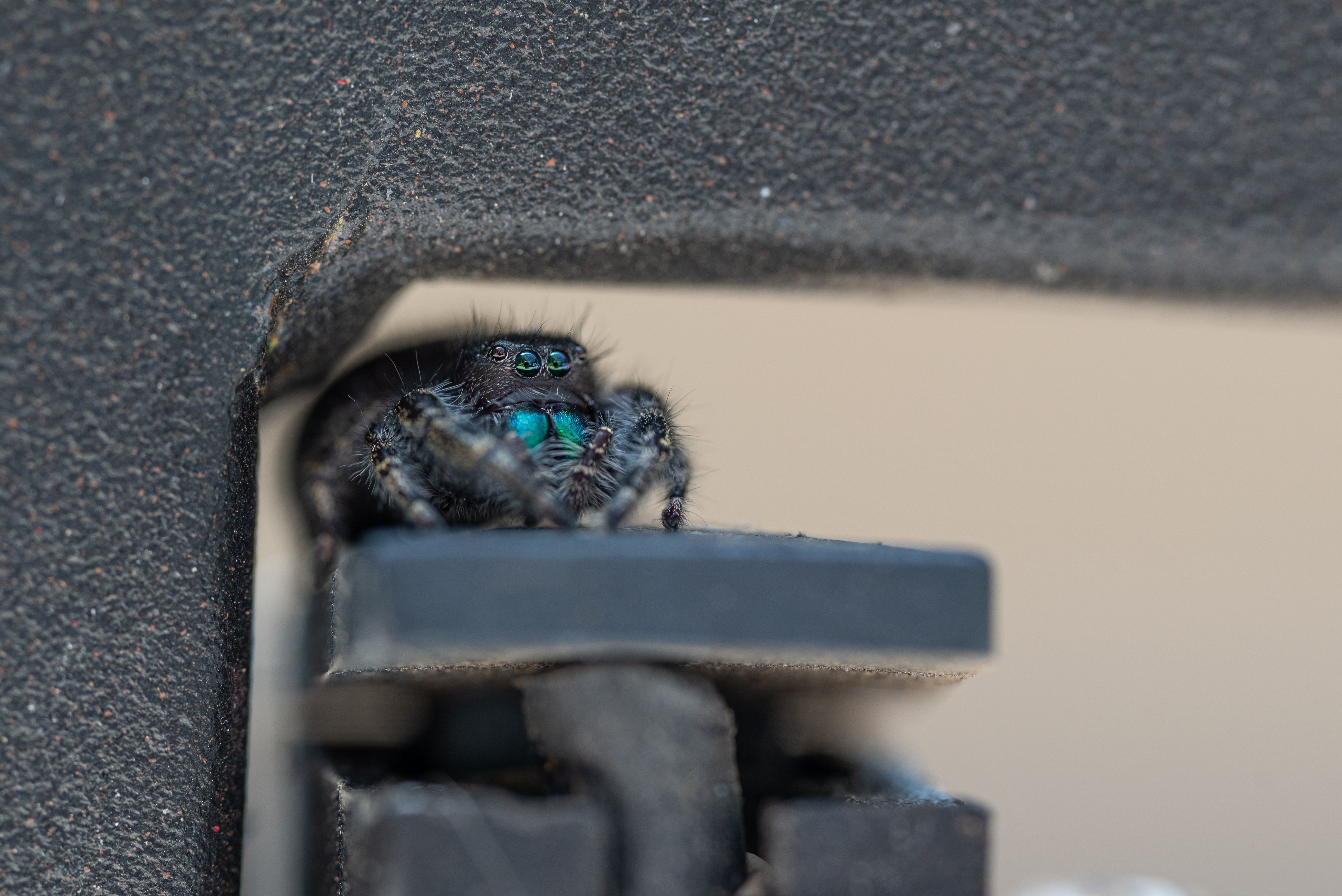 Close up of a Small Spider · Free Stock Photo