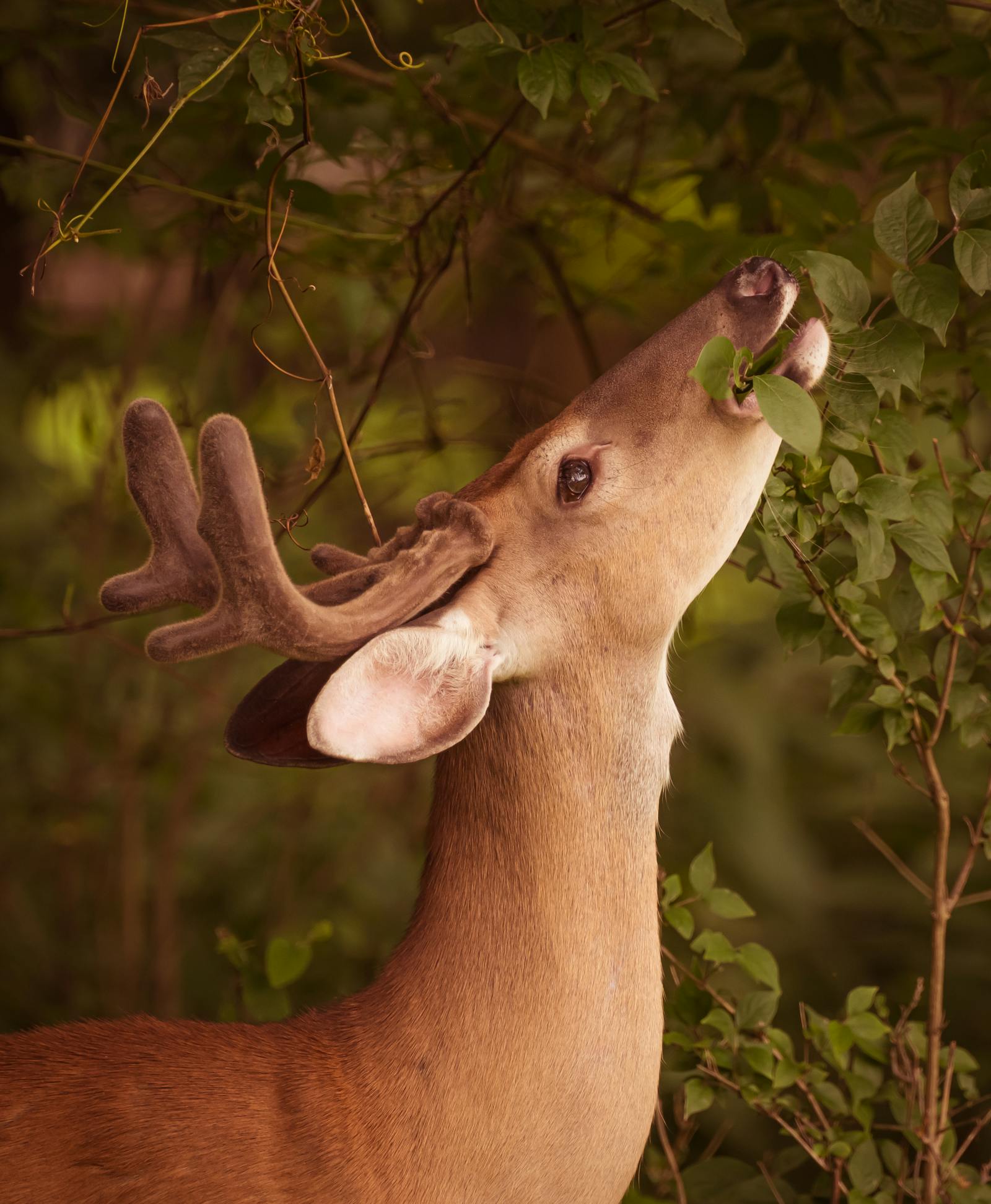 Deer Heard Photos, Download The BEST Free Deer Heard Stock Photos & HD ...