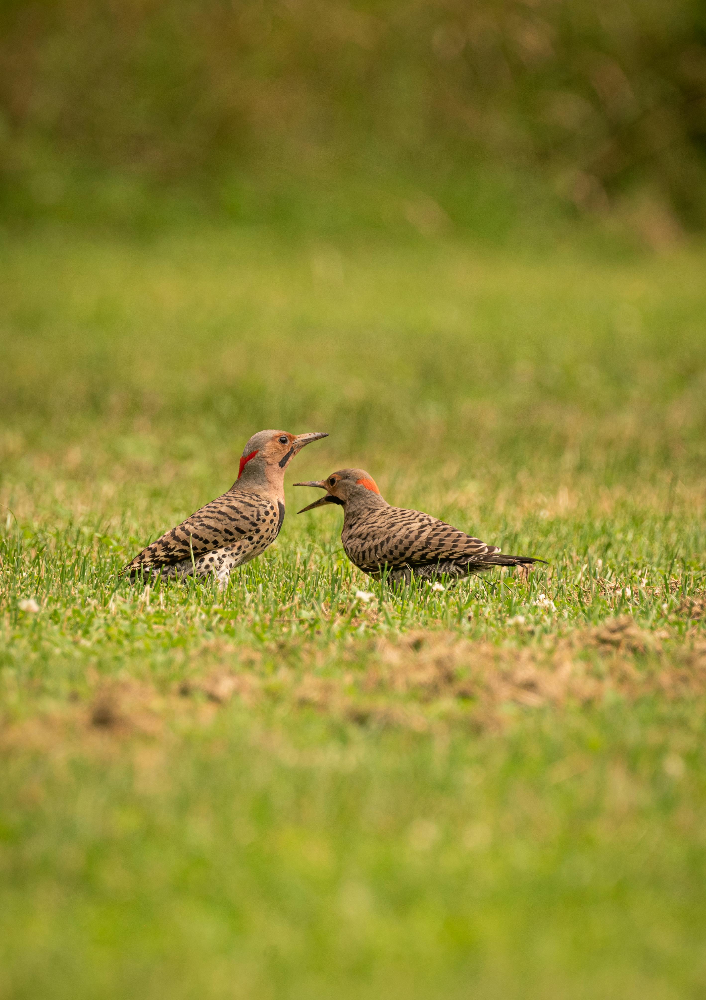 Flicker Birds Photos, Download The BEST Free Flicker Birds Stock Photos ...