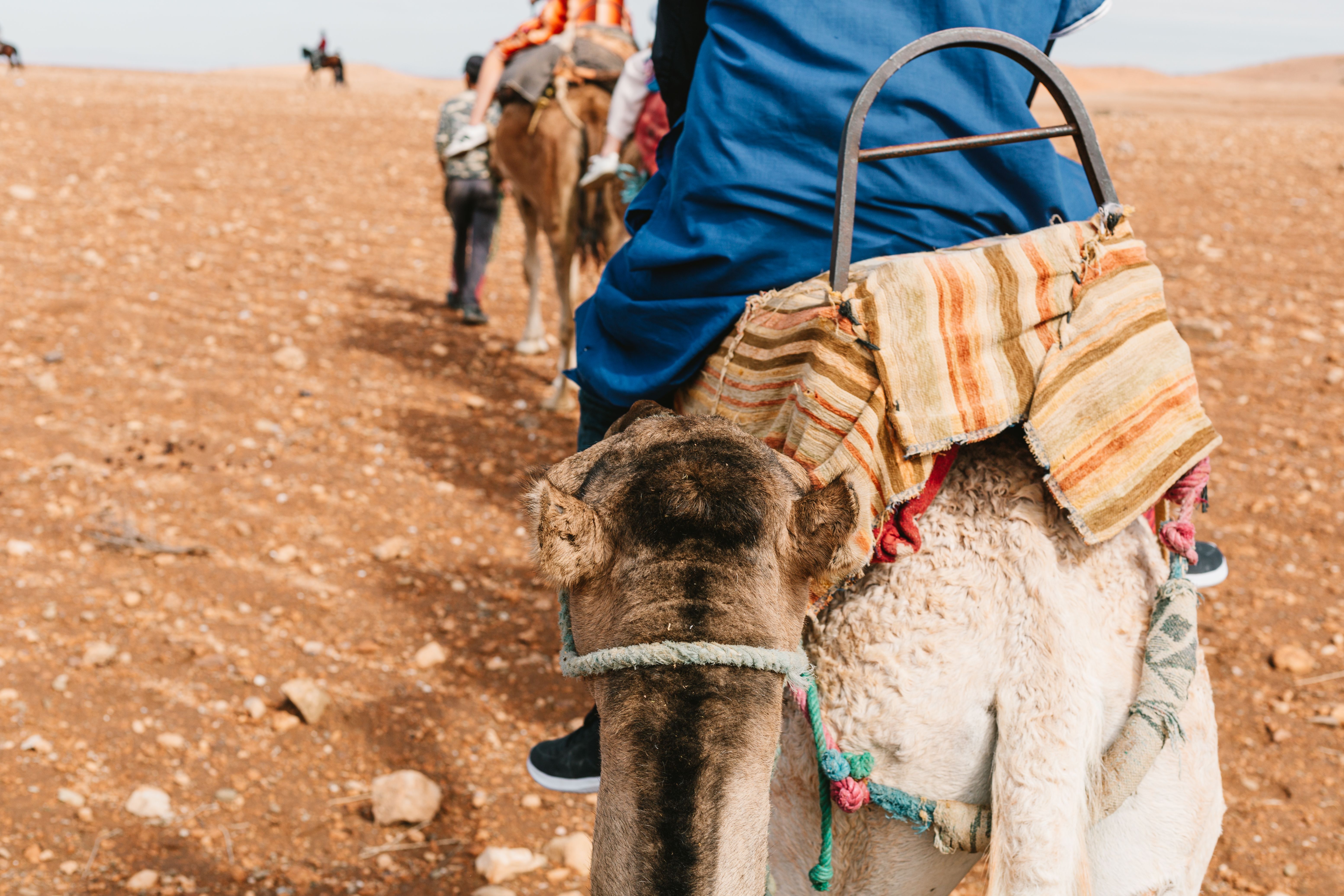 People with Camels in a Desert · Free Stock Photo
