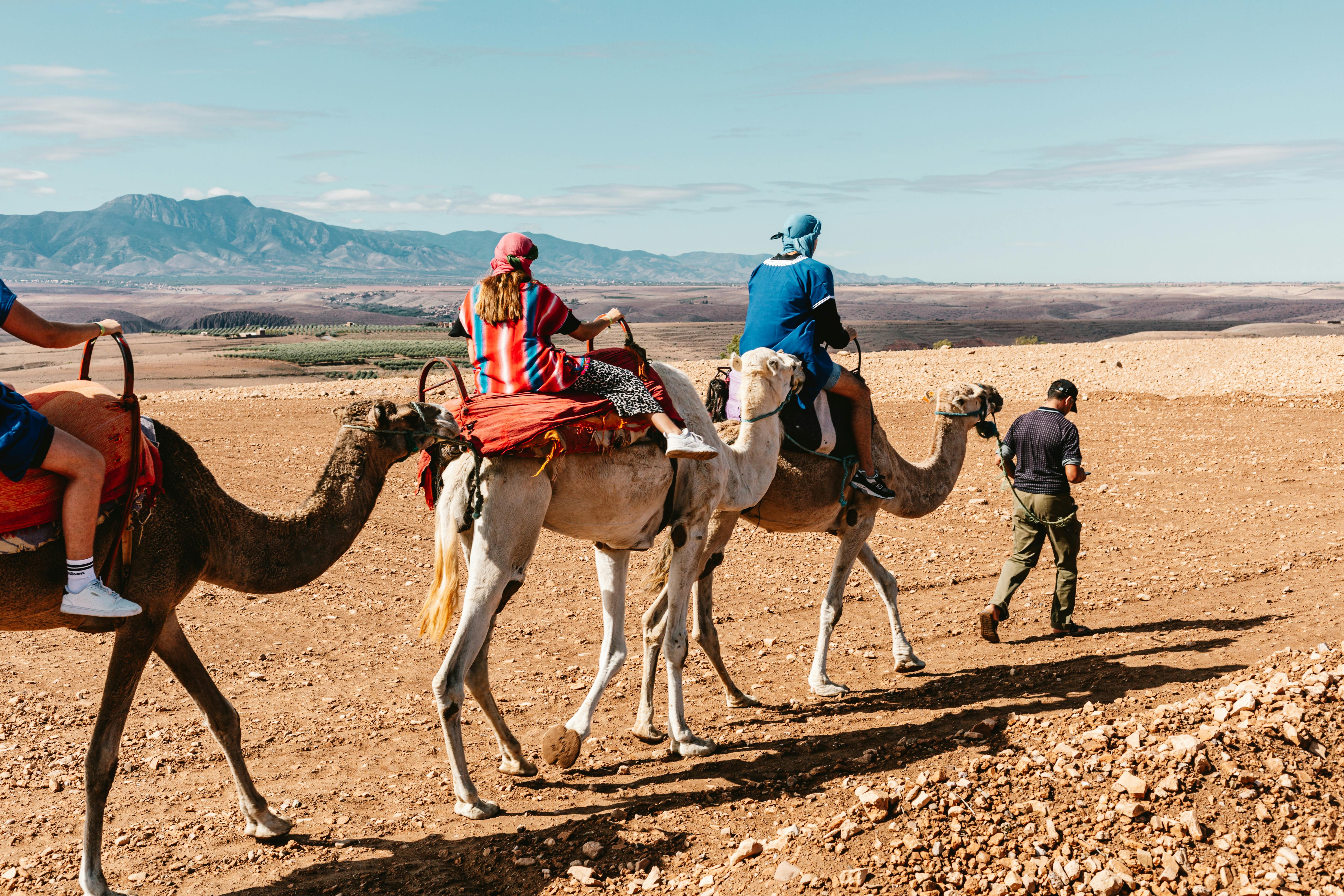Camels Caravan on Desert · Free Stock Photo