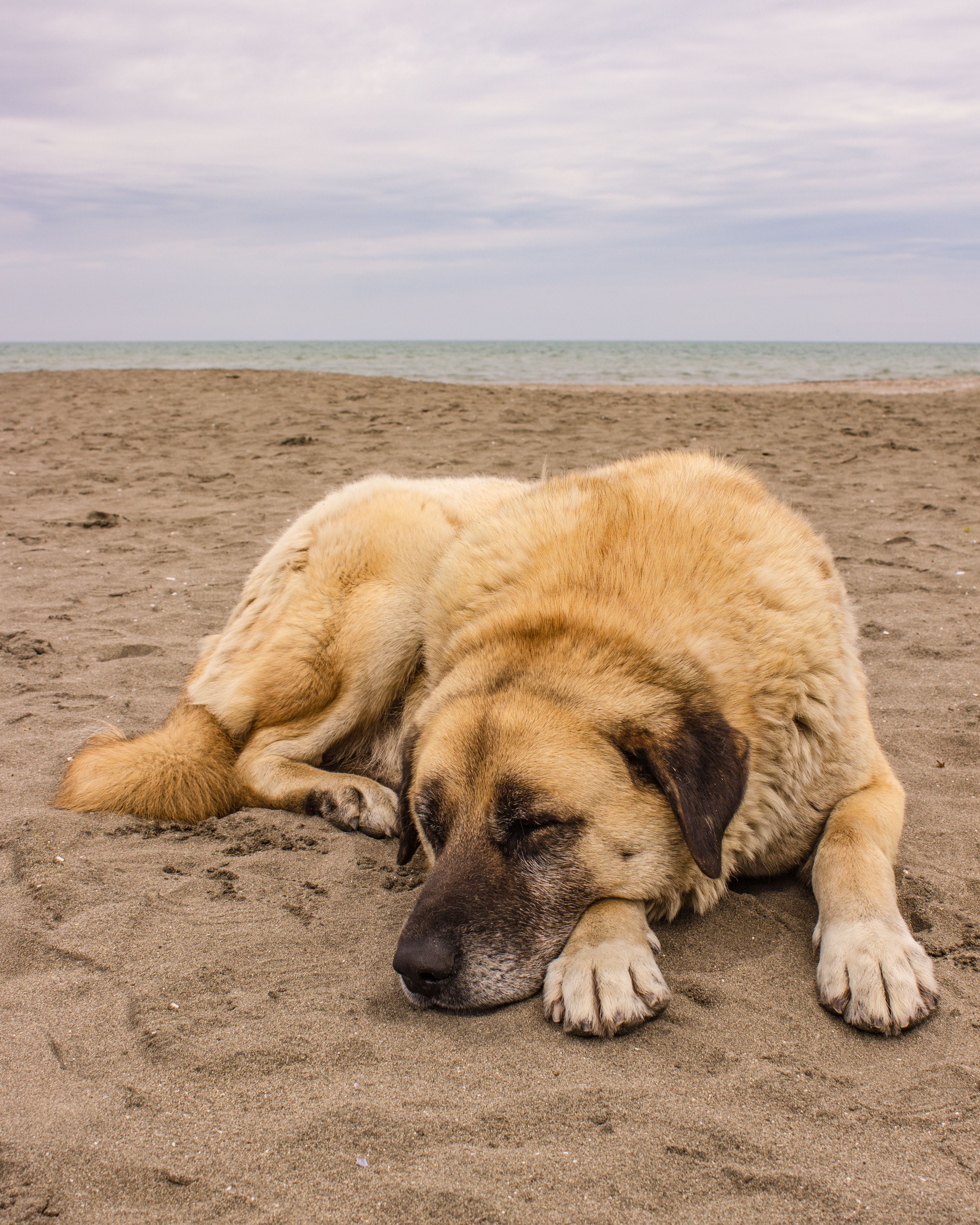 Dog Sleeping on Beach · Free Stock Photo