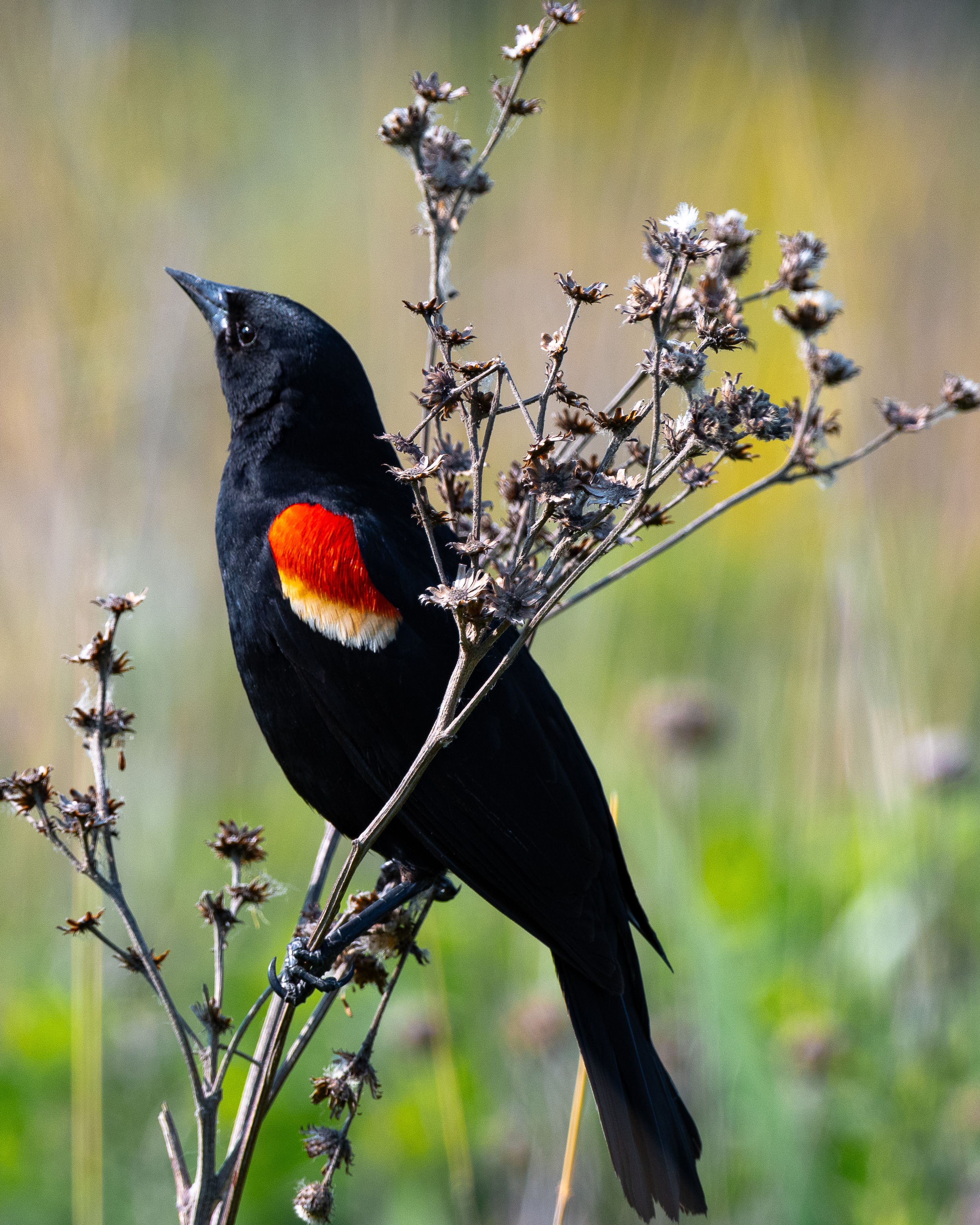 Red-winged Blackbird in Nature · Free Stock Photo