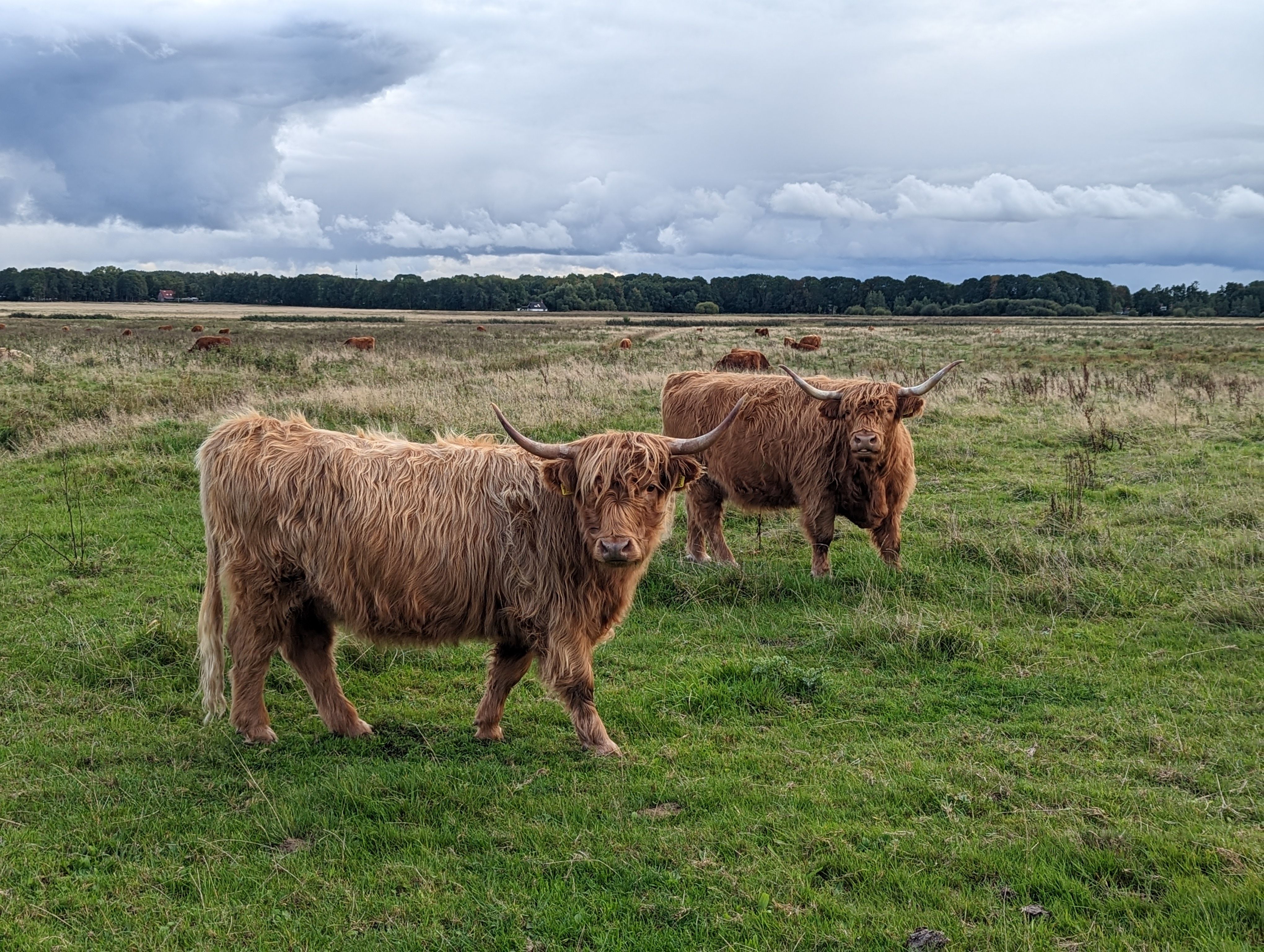 View of Highland Cattle Grazing on a Pasture · Free Stock Photo