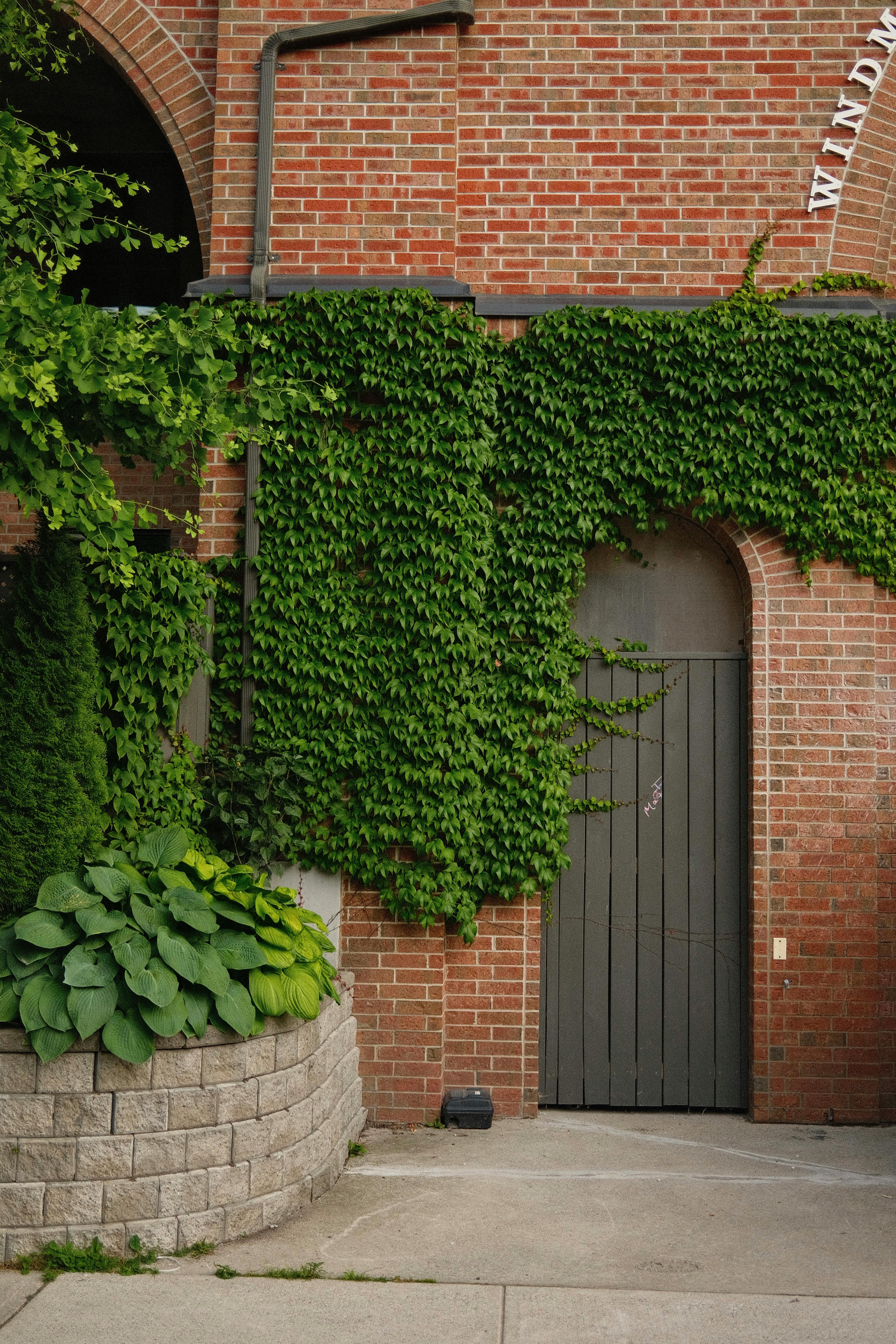 Close-up of Ivy Plant Growing on Brick Wall · Free Stock Photo