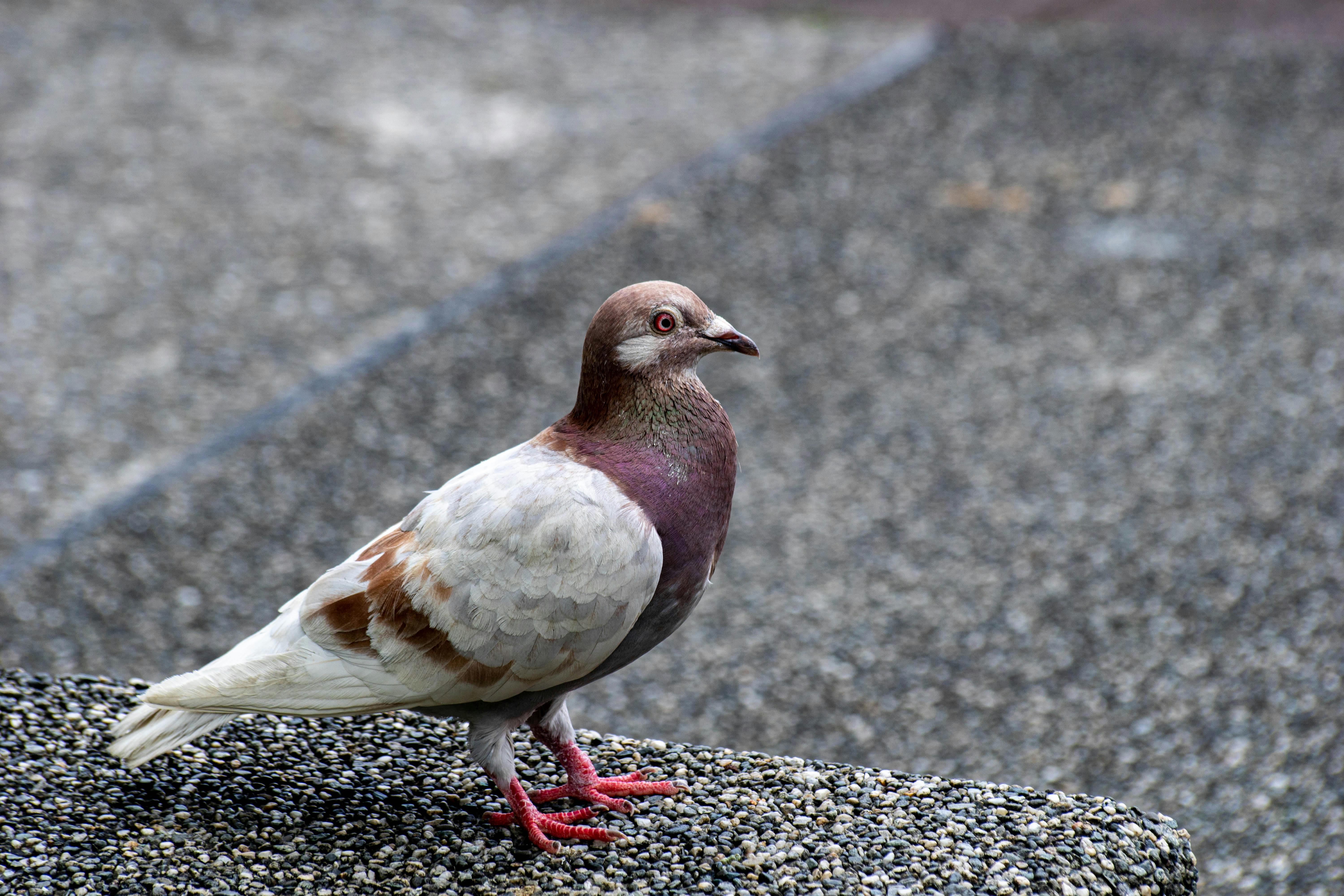 Pigeon on Wall · Free Stock Photo